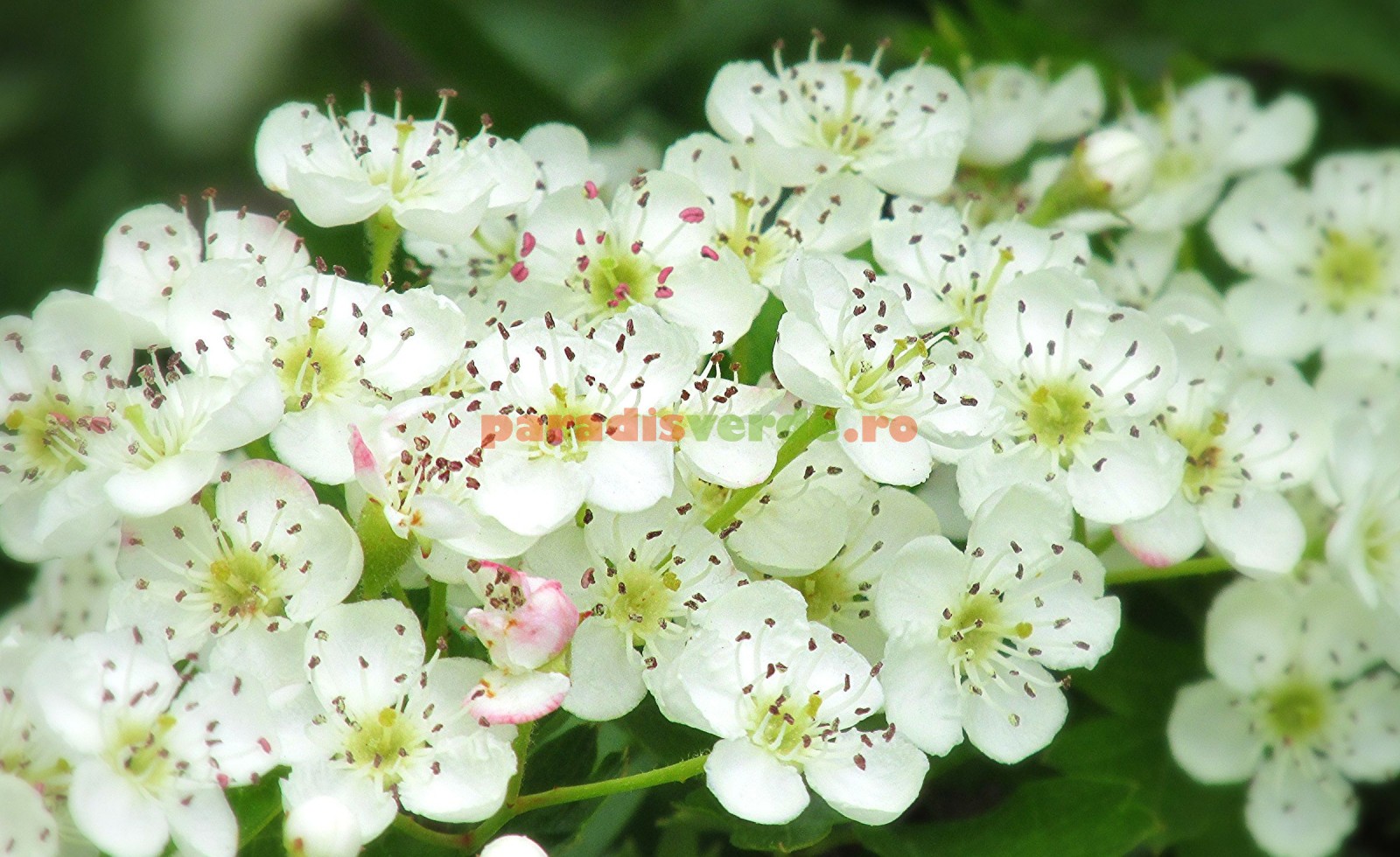 Păducelul, cel mai bun prieten al inimii | Paradis Verde