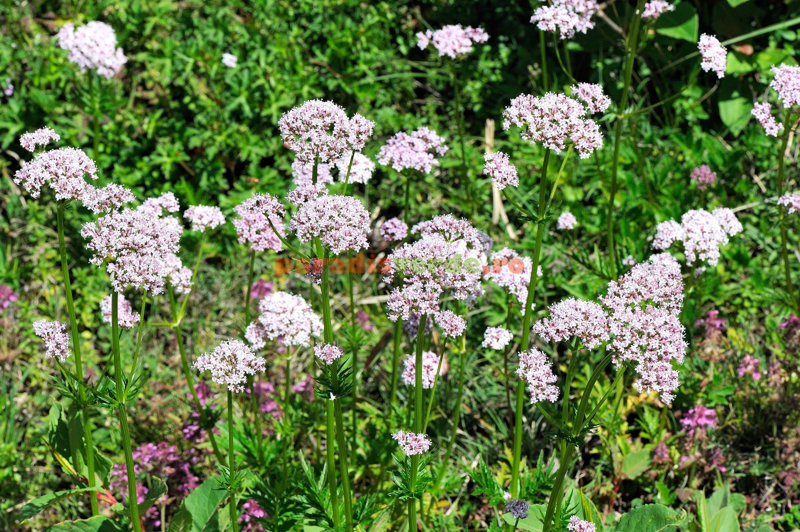 Valeriana, buruiana antistres | Paradis Verde