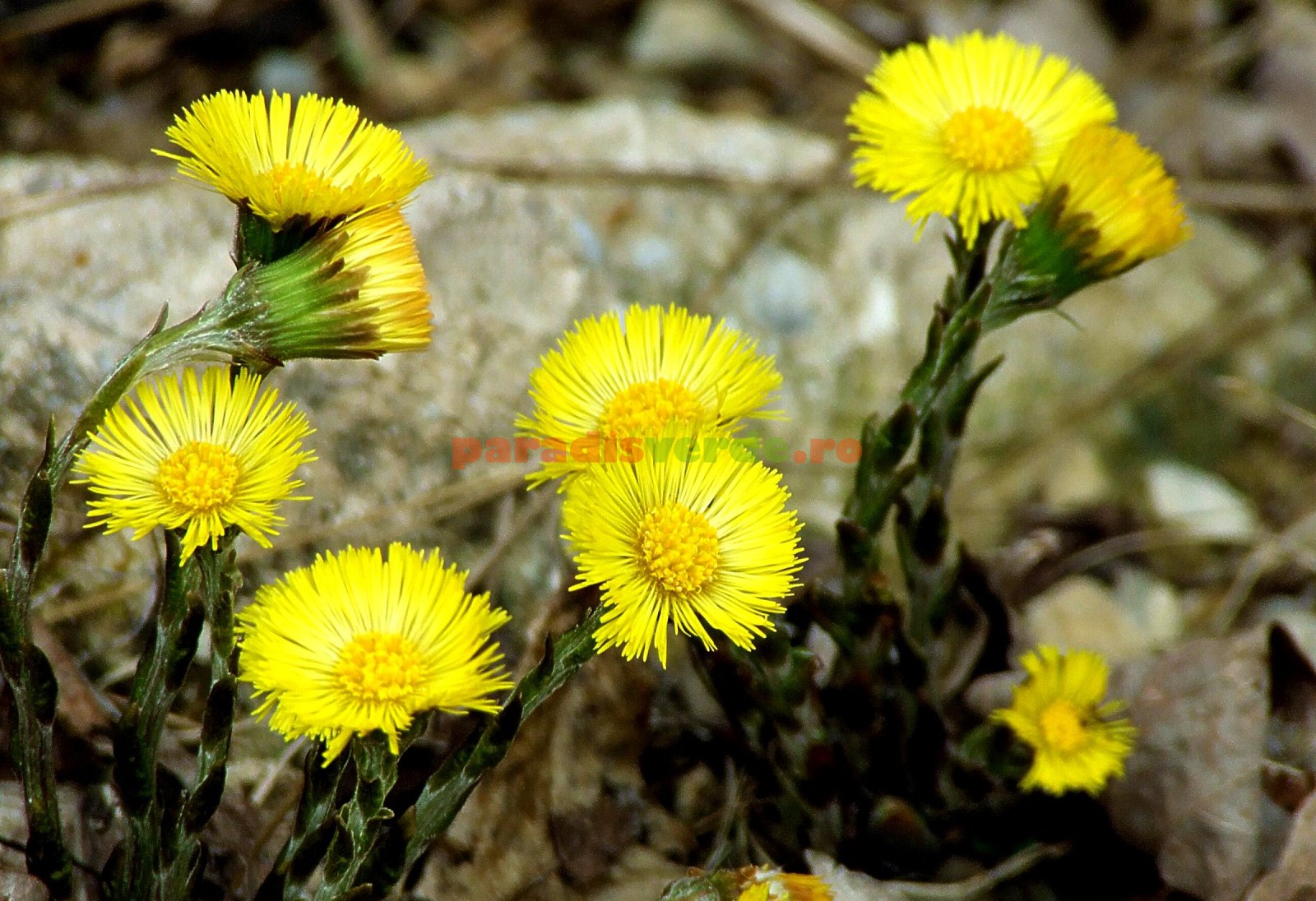 Podbalul, buruiana tămăduitoare din râpe | Paradis Verde