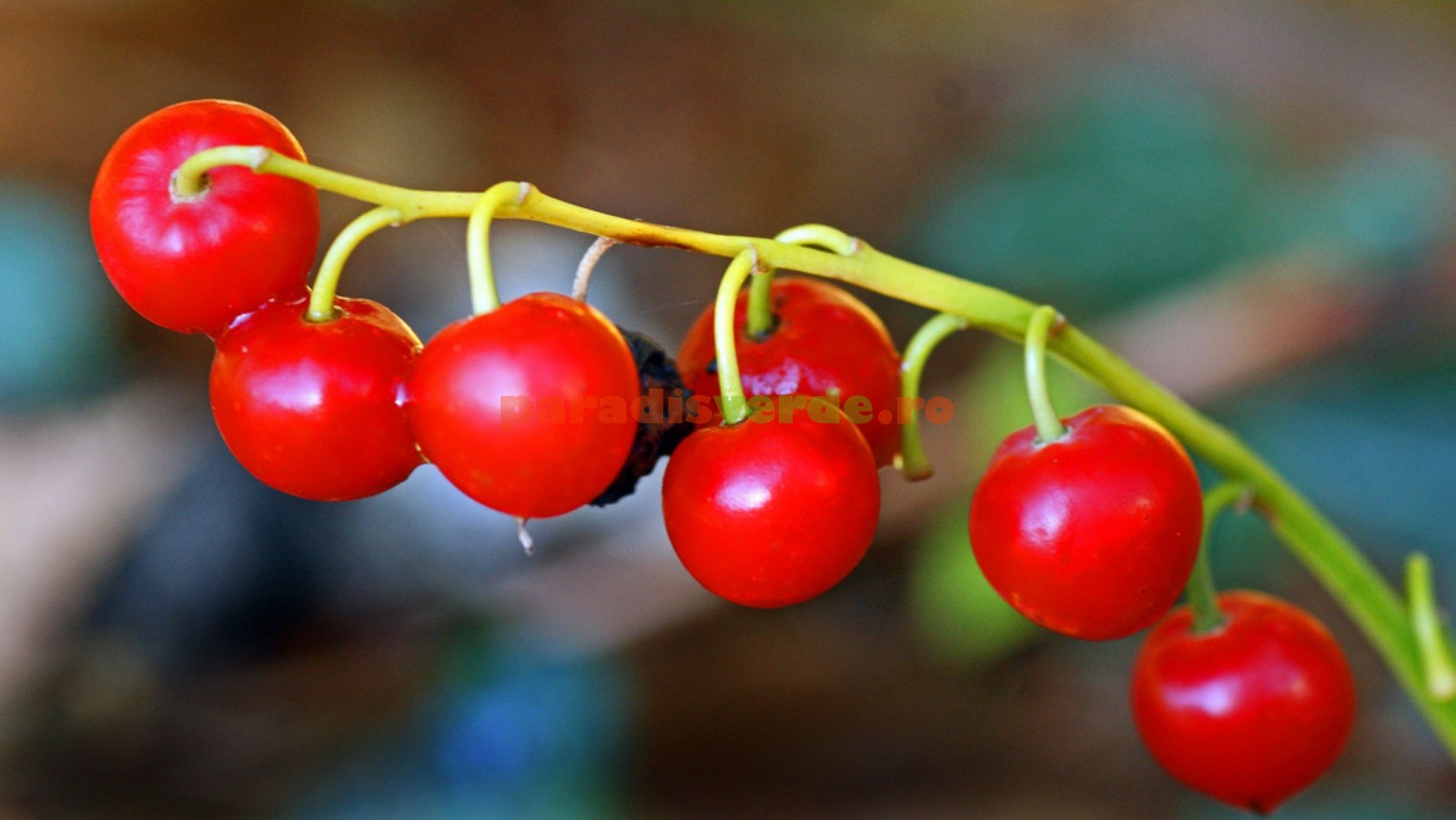 Lăcrămioarele întăresc inima | Paradis Verde