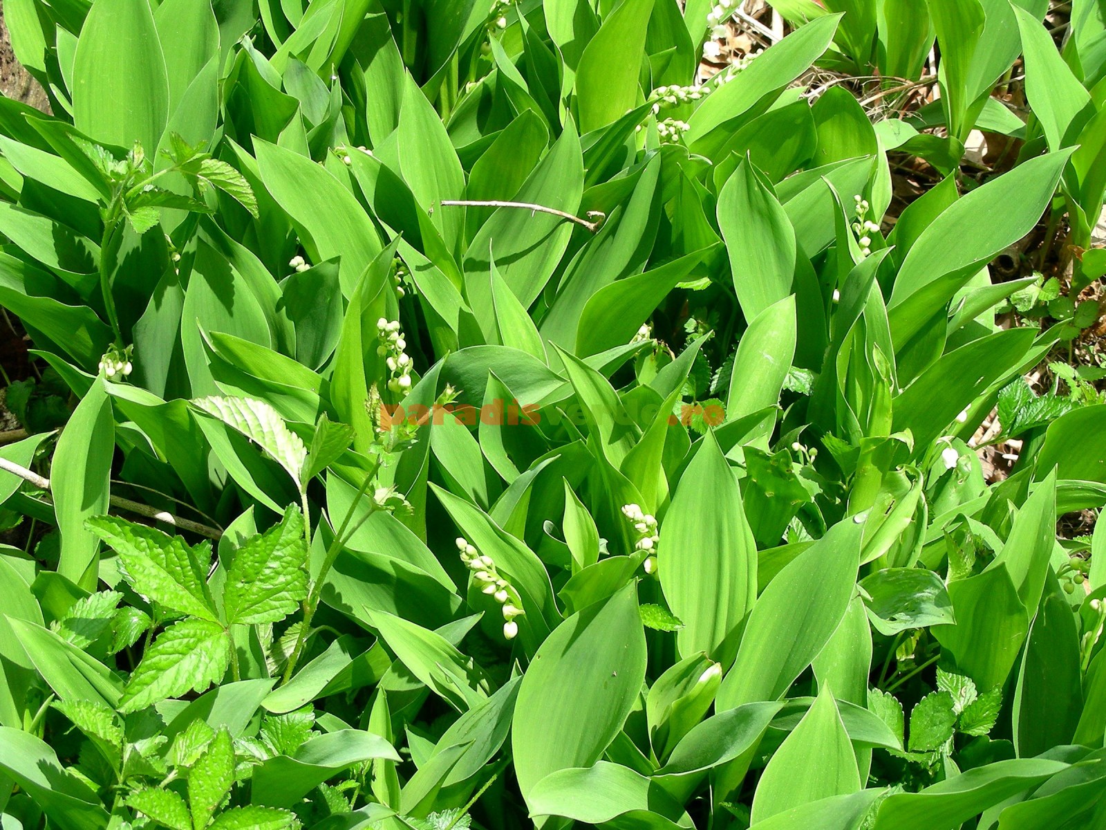 Lăcrămioarele întăresc inima | Paradis Verde