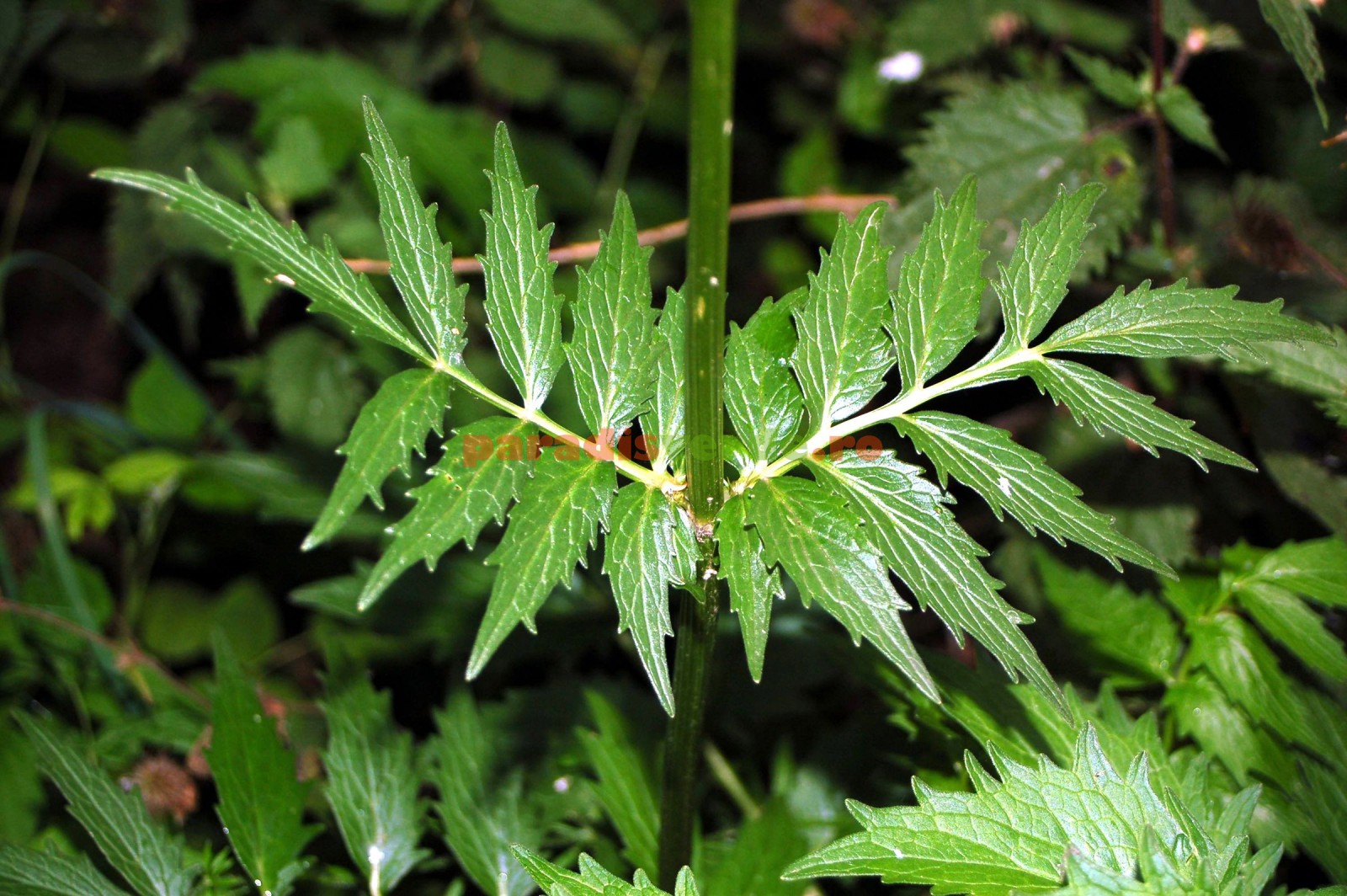 Valeriana, buruiana antistres | Paradis Verde