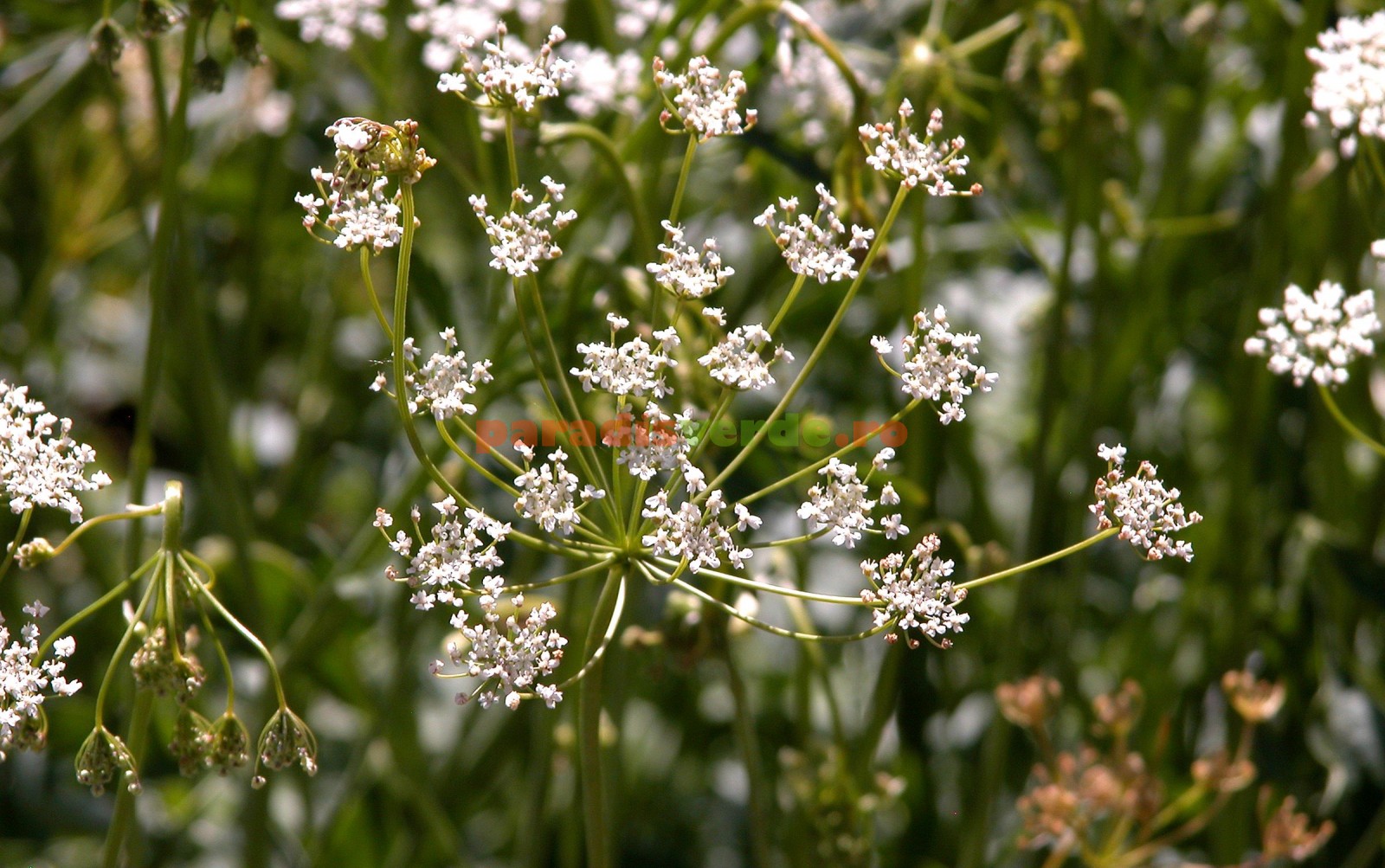 Beneficiile pentru sănătate ale anasonului | Paradis Verde