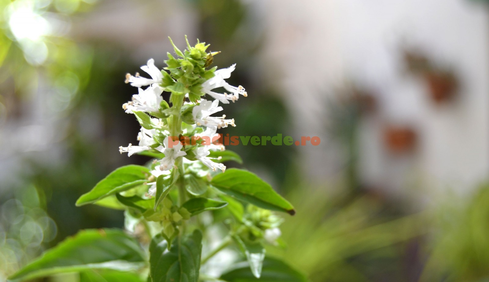 Busuiocul din sfeștoc, plantă de leac și condiment delicios | Paradis Verde