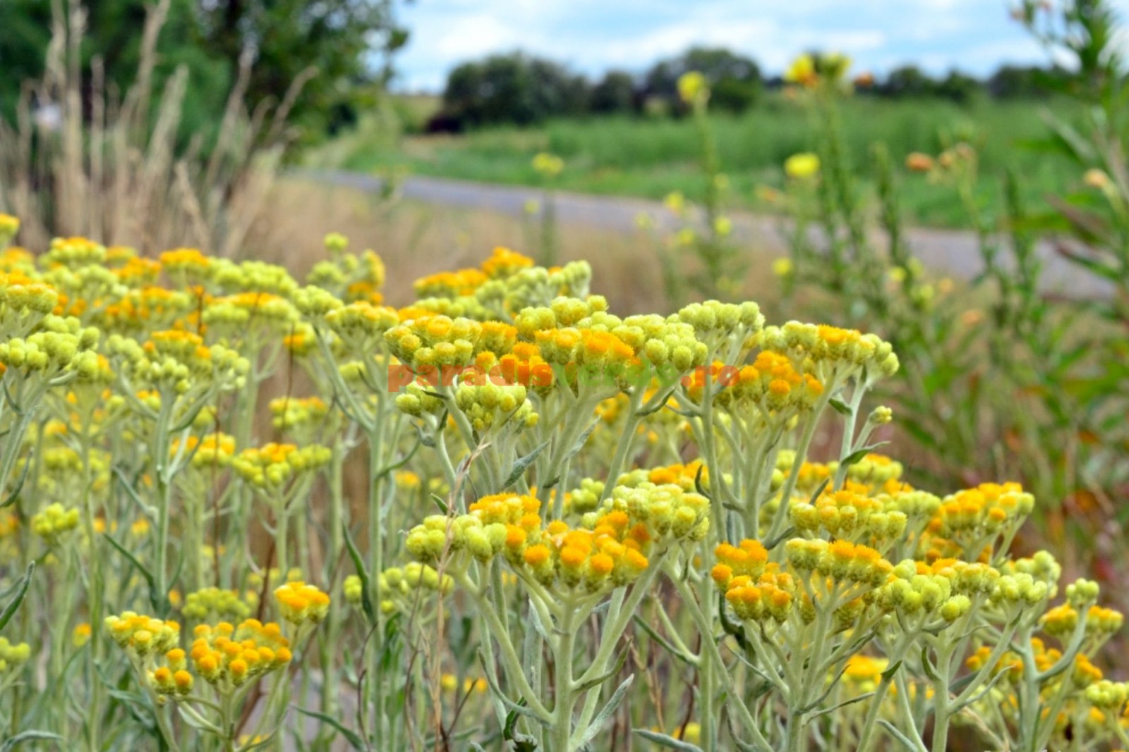 Siminocul, vindecătorul bolilor digestive și nu numai | Paradis Verde