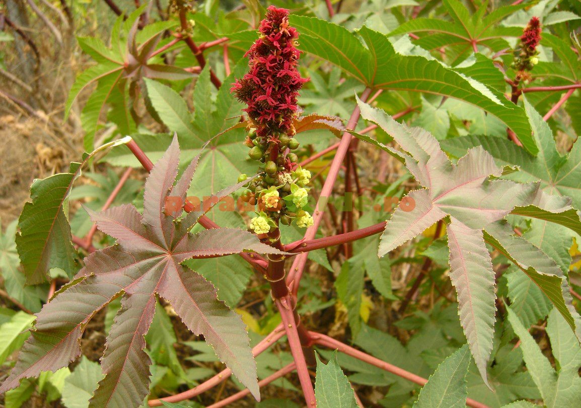 Proprietățile tămăduitoare ale ricinului. Interzis copiilor și ...