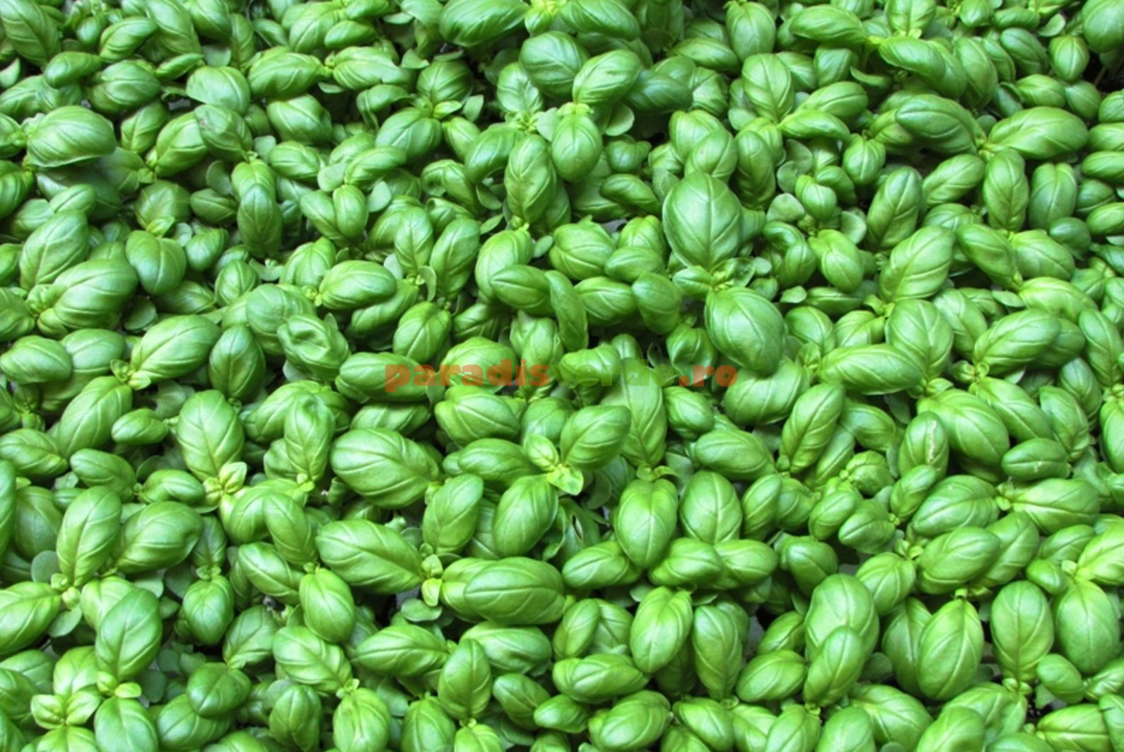 Busuiocul din sfeștoc, plantă de leac și condiment delicios | Paradis Verde