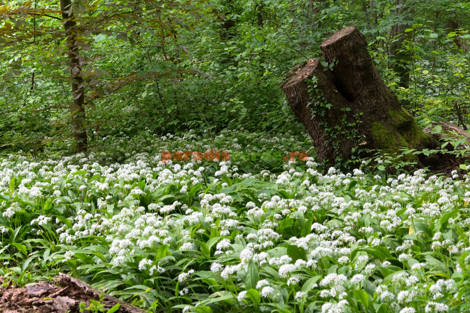 Leurda, energizant și purificator al sângelui | Paradis Verde