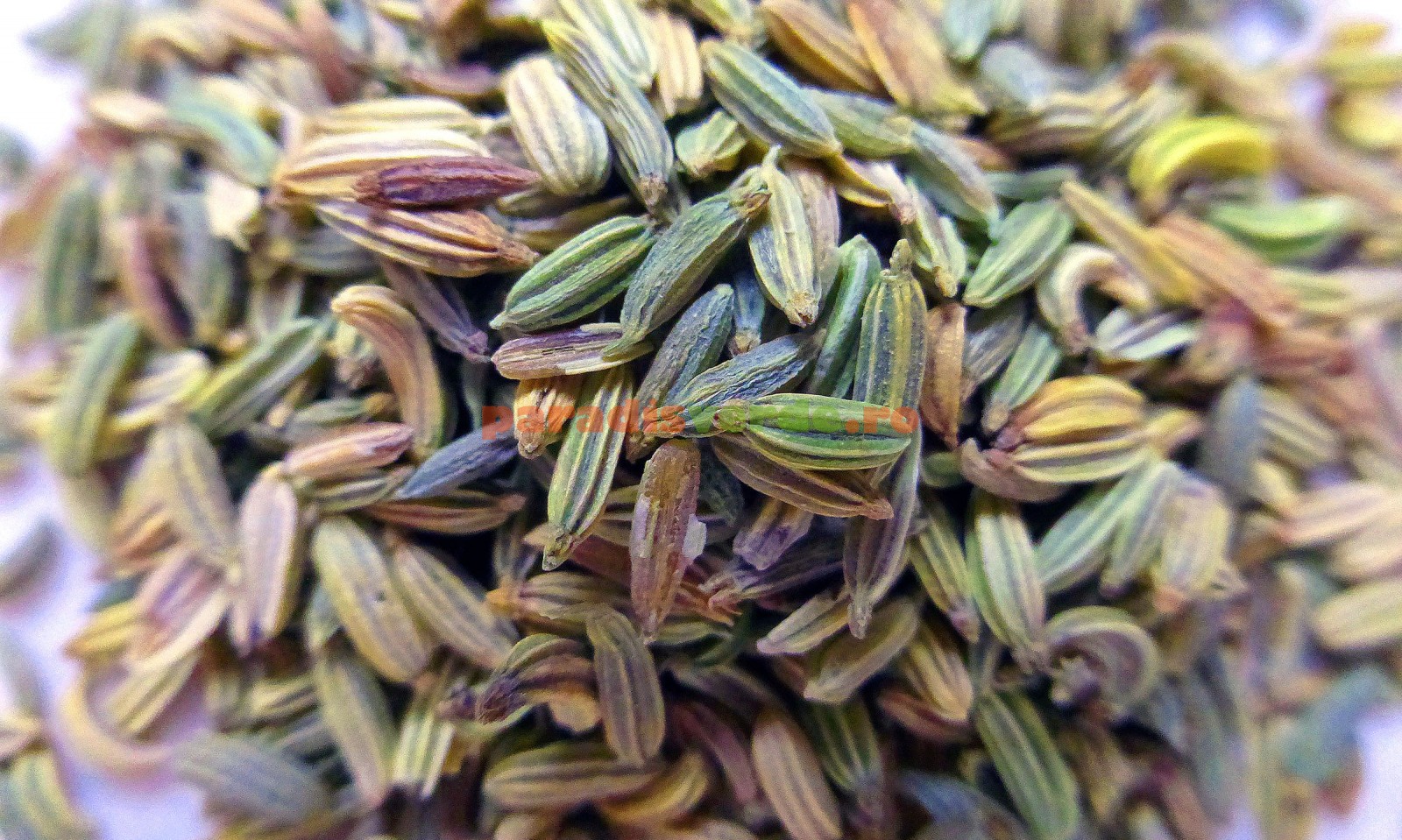 Feniculul, antiastmatic și prieten al stomacului | Paradis Verde