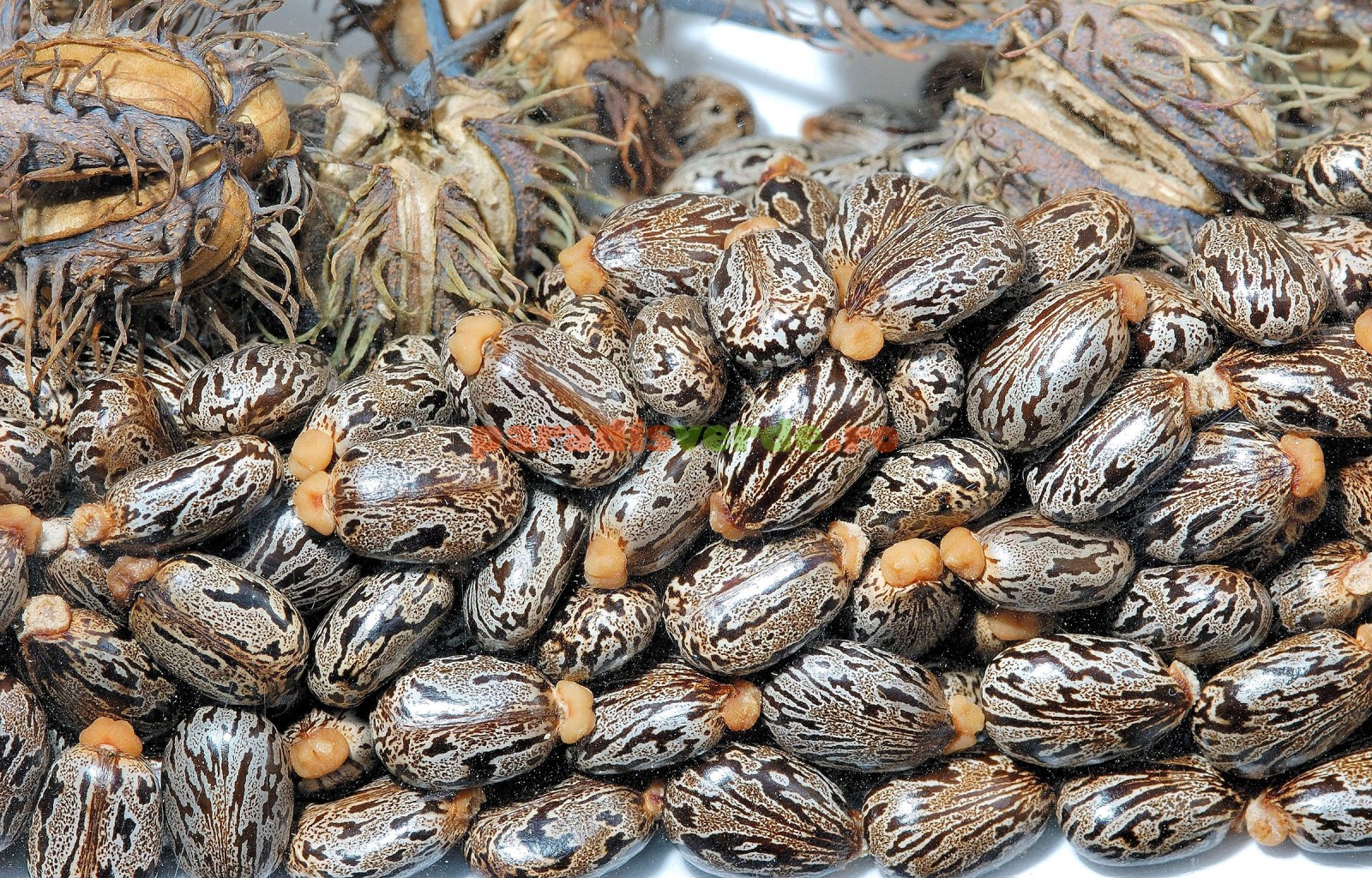 Proprietățile tămăduitoare ale ricinului. Interzis copiilor și ...