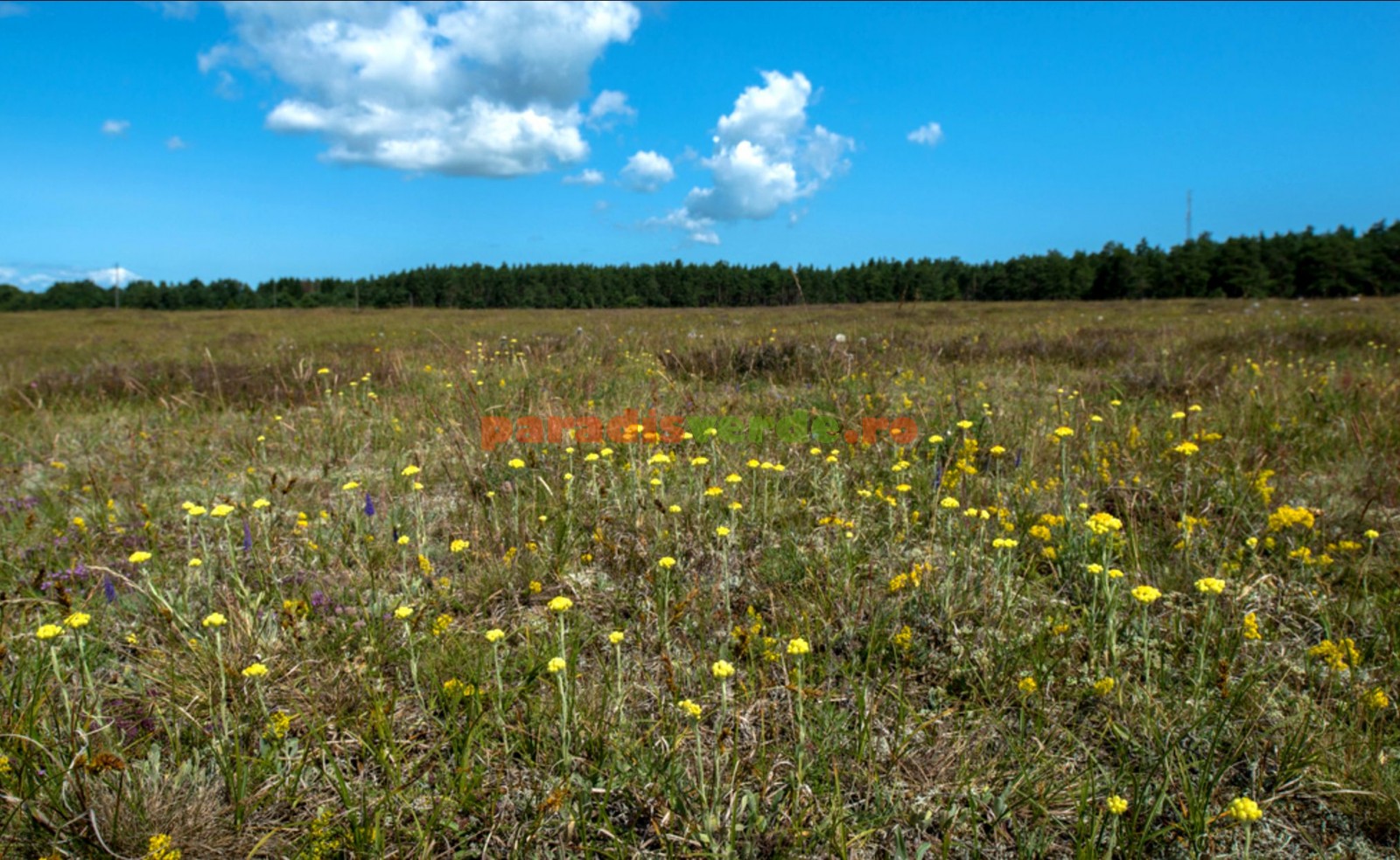 Siminocul, vindecătorul bolilor digestive și nu numai | Paradis Verde