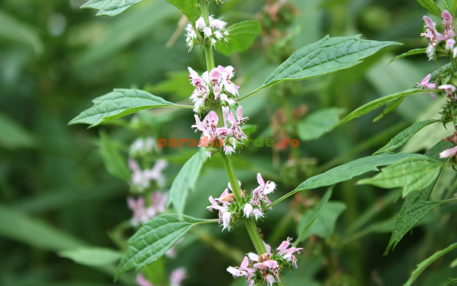 Talpa-gâștei, calmant și fortifiant al inimii | Paradis Verde