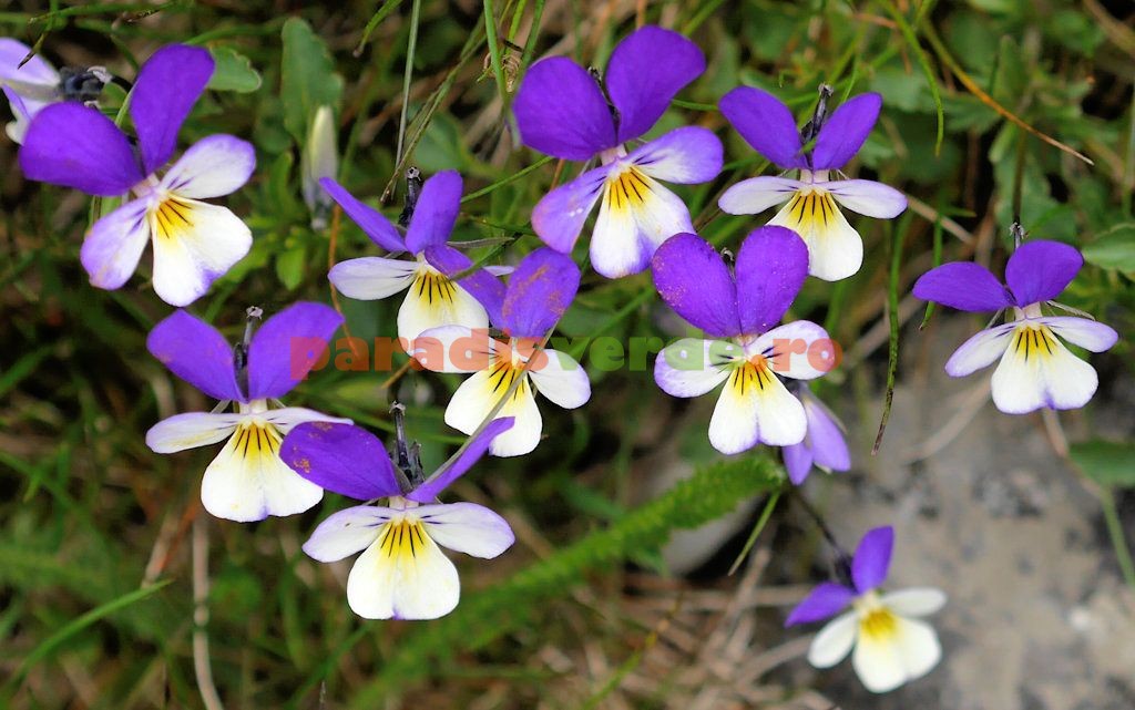 Cine s-ar fi gândit ce plante medicinale valoroase sunt toporașii (trei ...