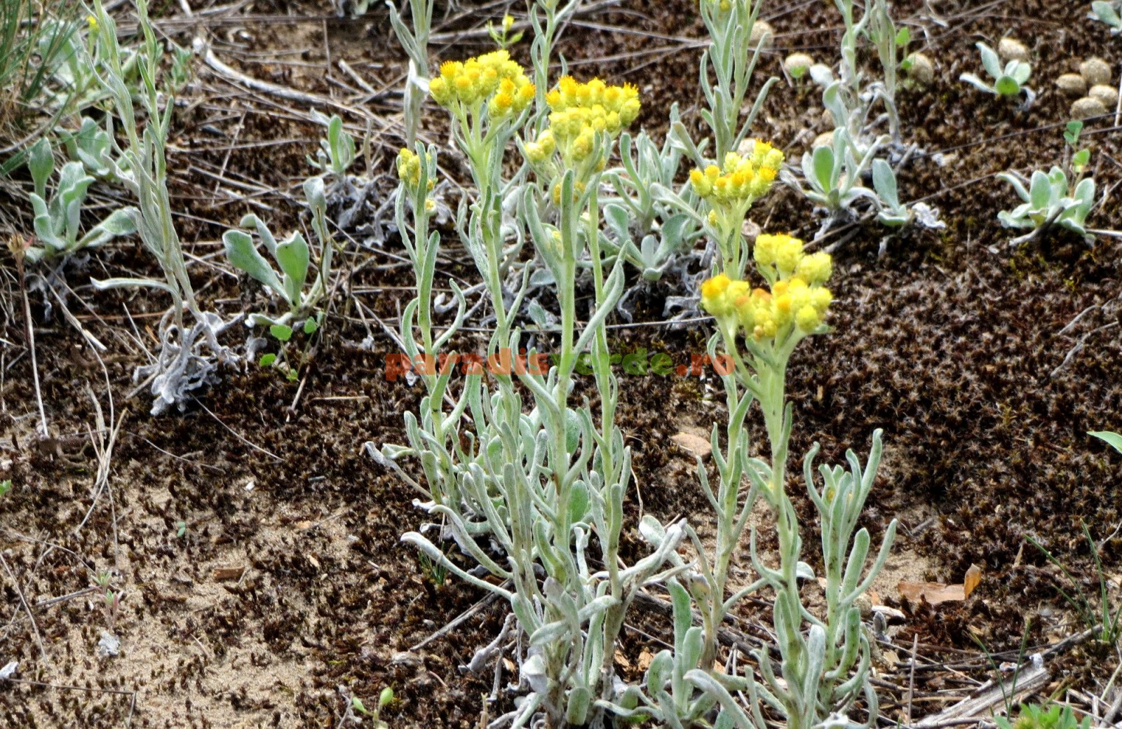 Siminocul, vindecătorul bolilor digestive și nu numai | Paradis Verde