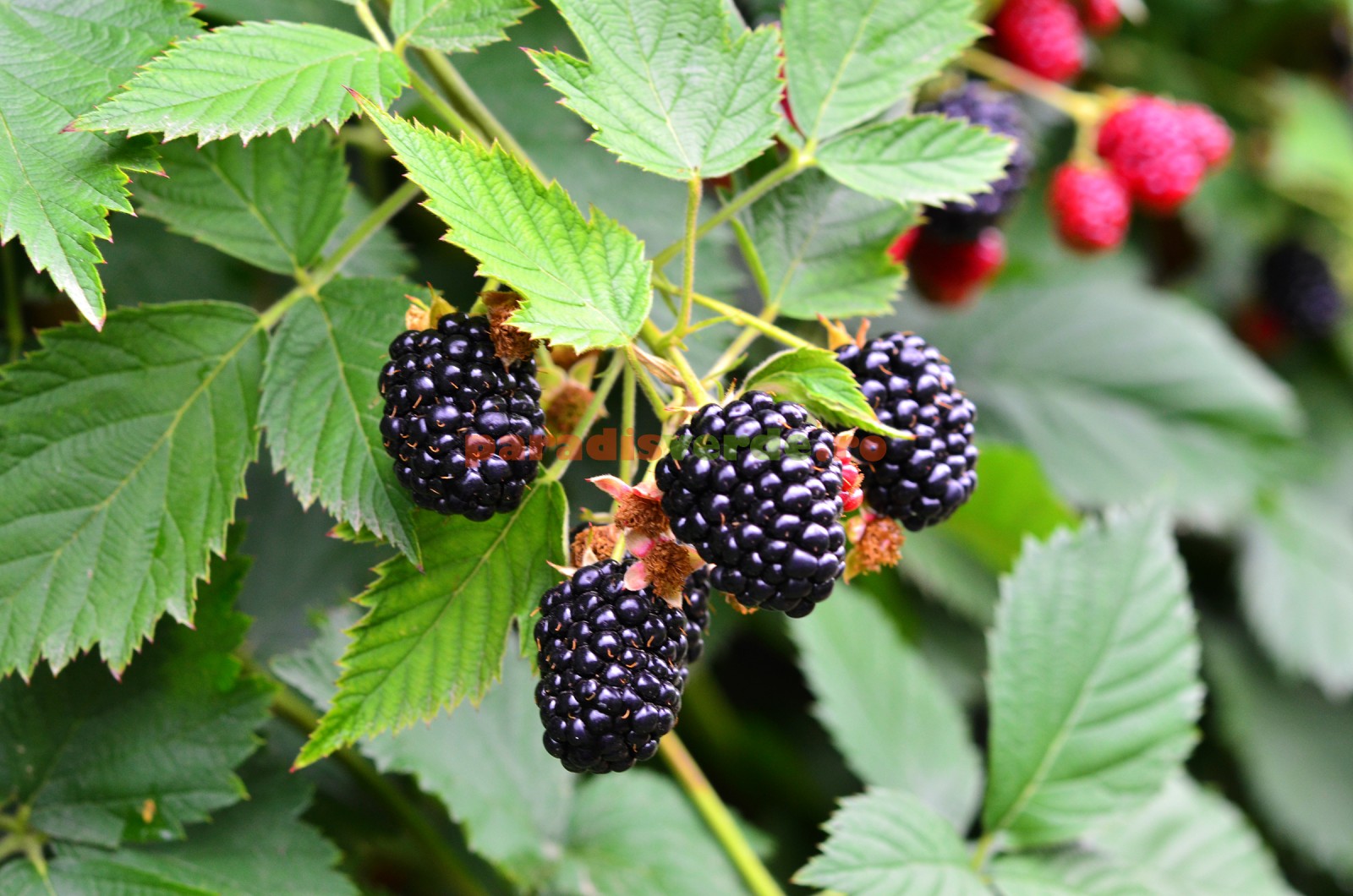 Prețioasele fructe și frunze de mur pentru sănătate | Paradis Verde