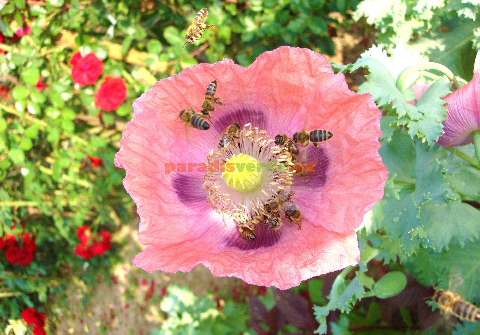 Macul, calmantul natural din grădină | Paradis Verde