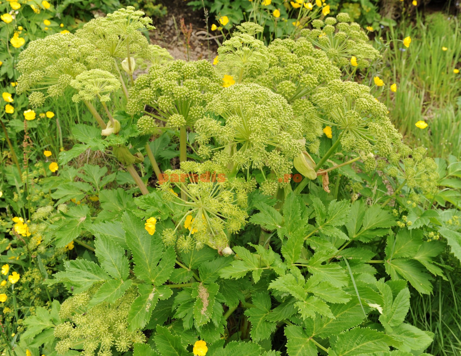 Angelica, planta comparabilă cu ginseng-ul | Paradis Verde