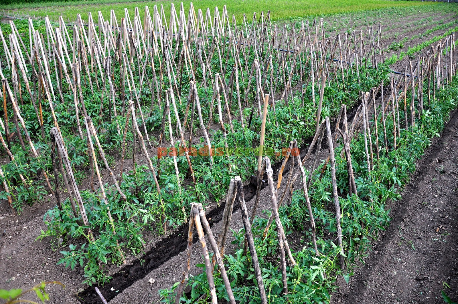 arac | Paradis Verde