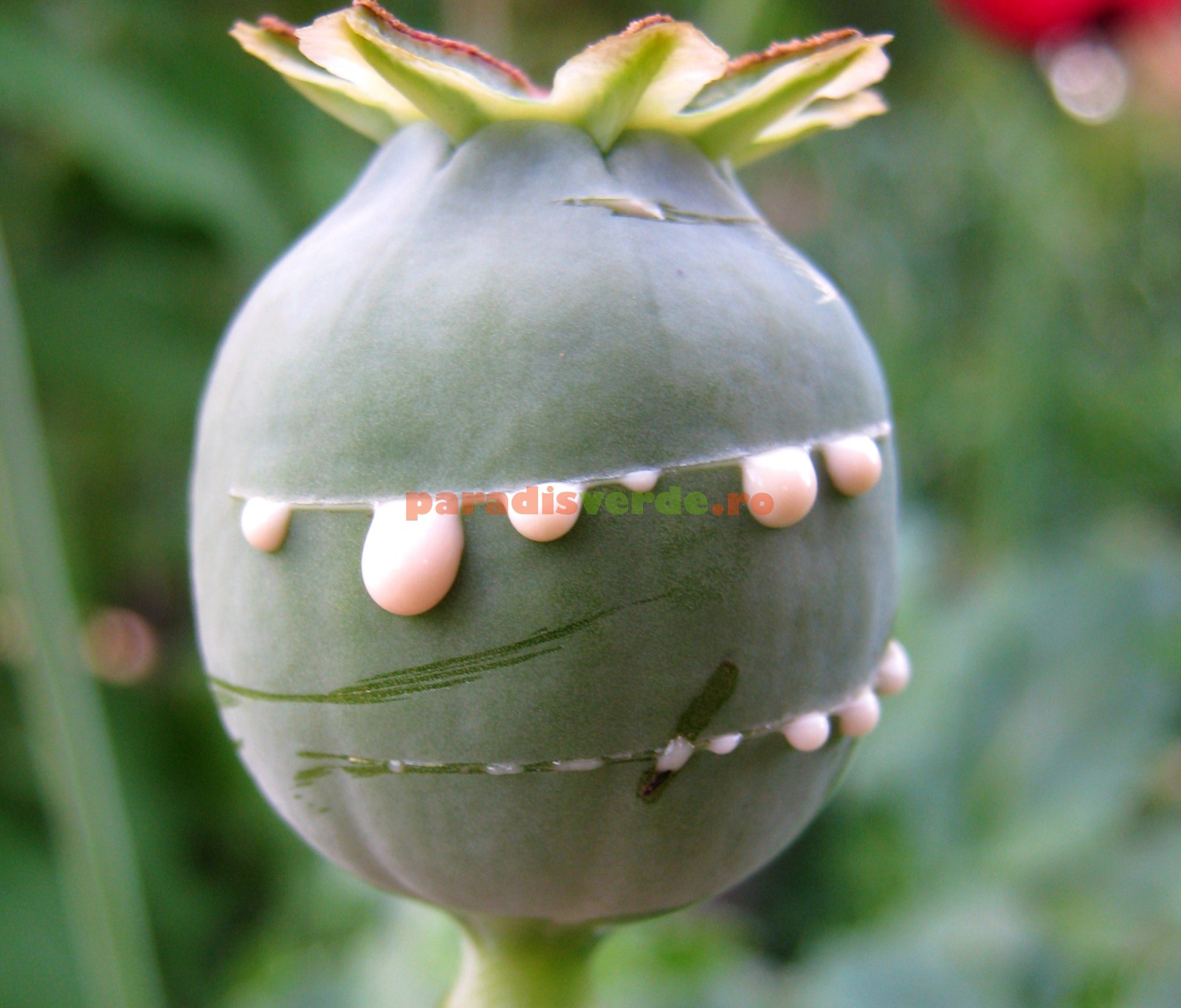 Macul, calmantul natural din grădină | Paradis Verde