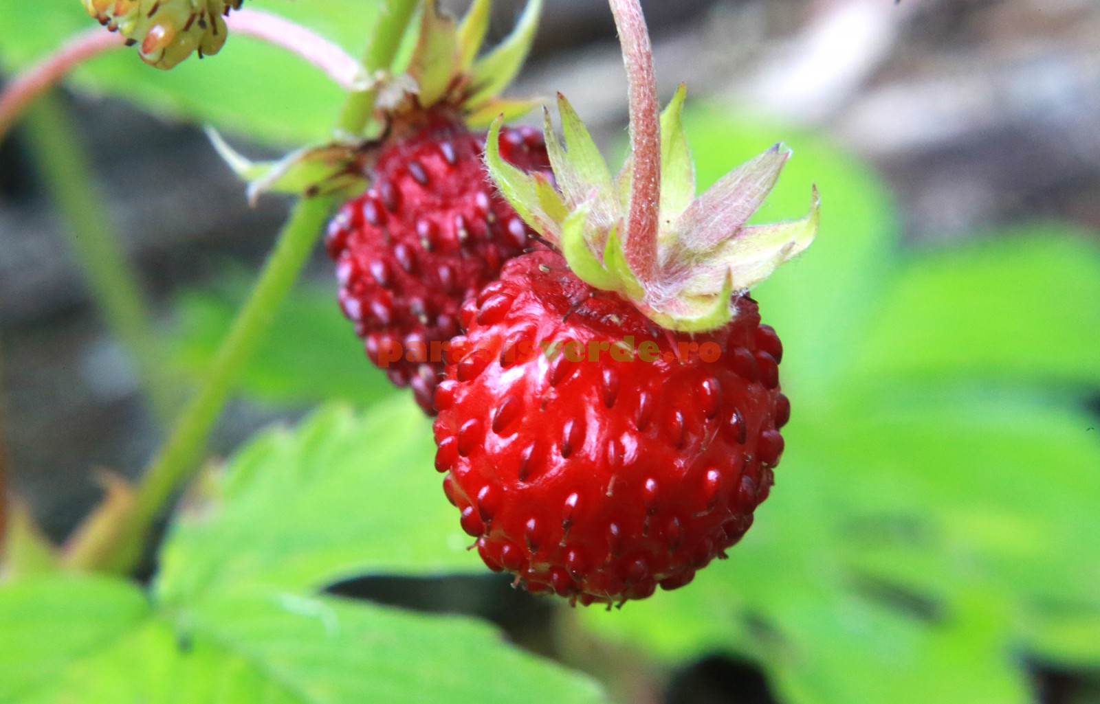 Fragul - fructe delicioase și frunze de leac | Paradis Verde