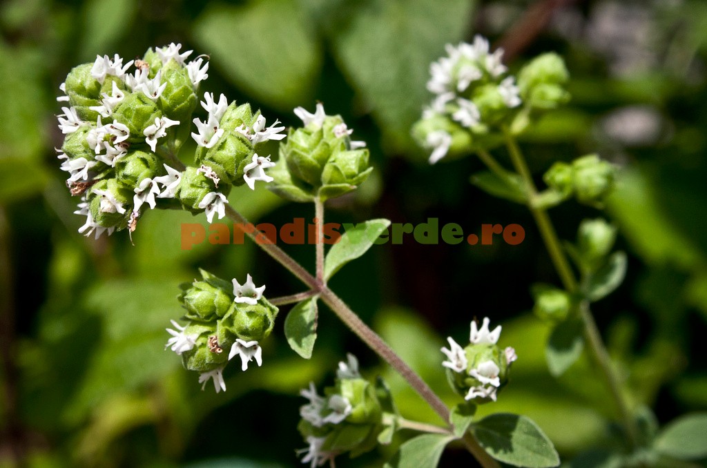 Măghiranul, planta aromatică care tratează durerile de cap persistente ...