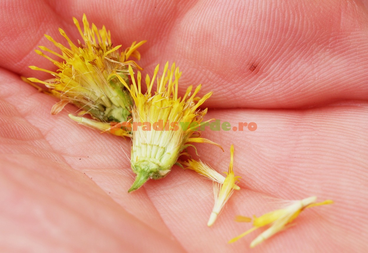 Darurile vindecătoare (prea puțin cunoscute) ale splinuței | Paradis Verde