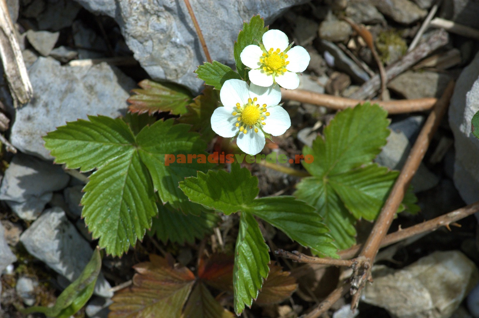 Fragul - fructe delicioase și frunze de leac | Paradis Verde