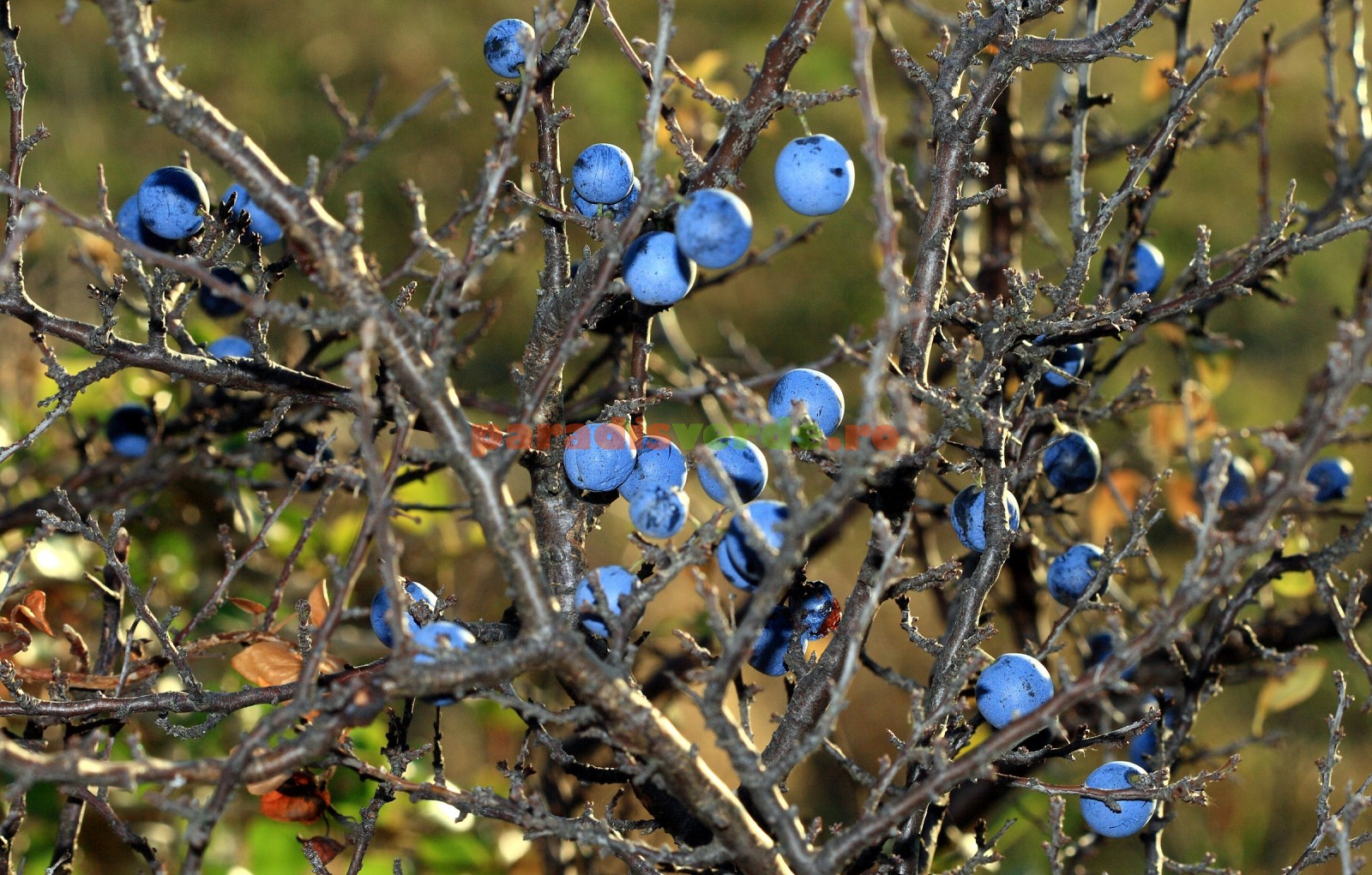 Ce proprietăți terapeutice au florile și fructele de porumbar | Paradis ...
