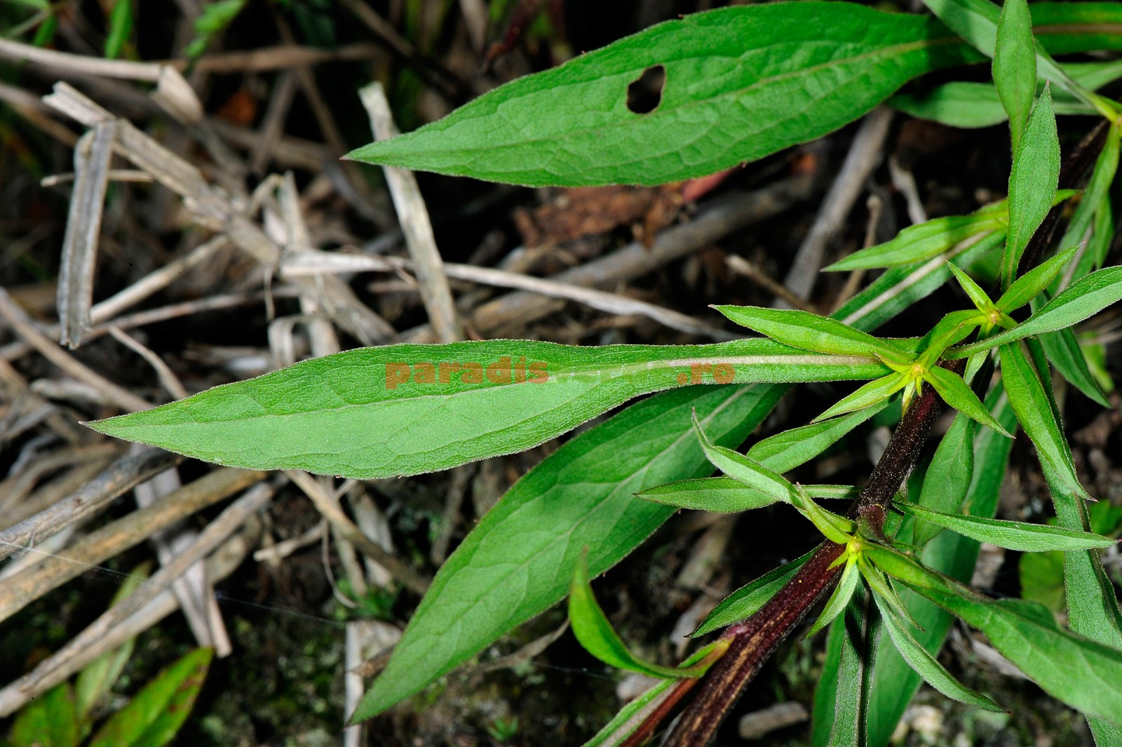 Darurile vindecătoare (prea puțin cunoscute) ale splinuței | Paradis Verde