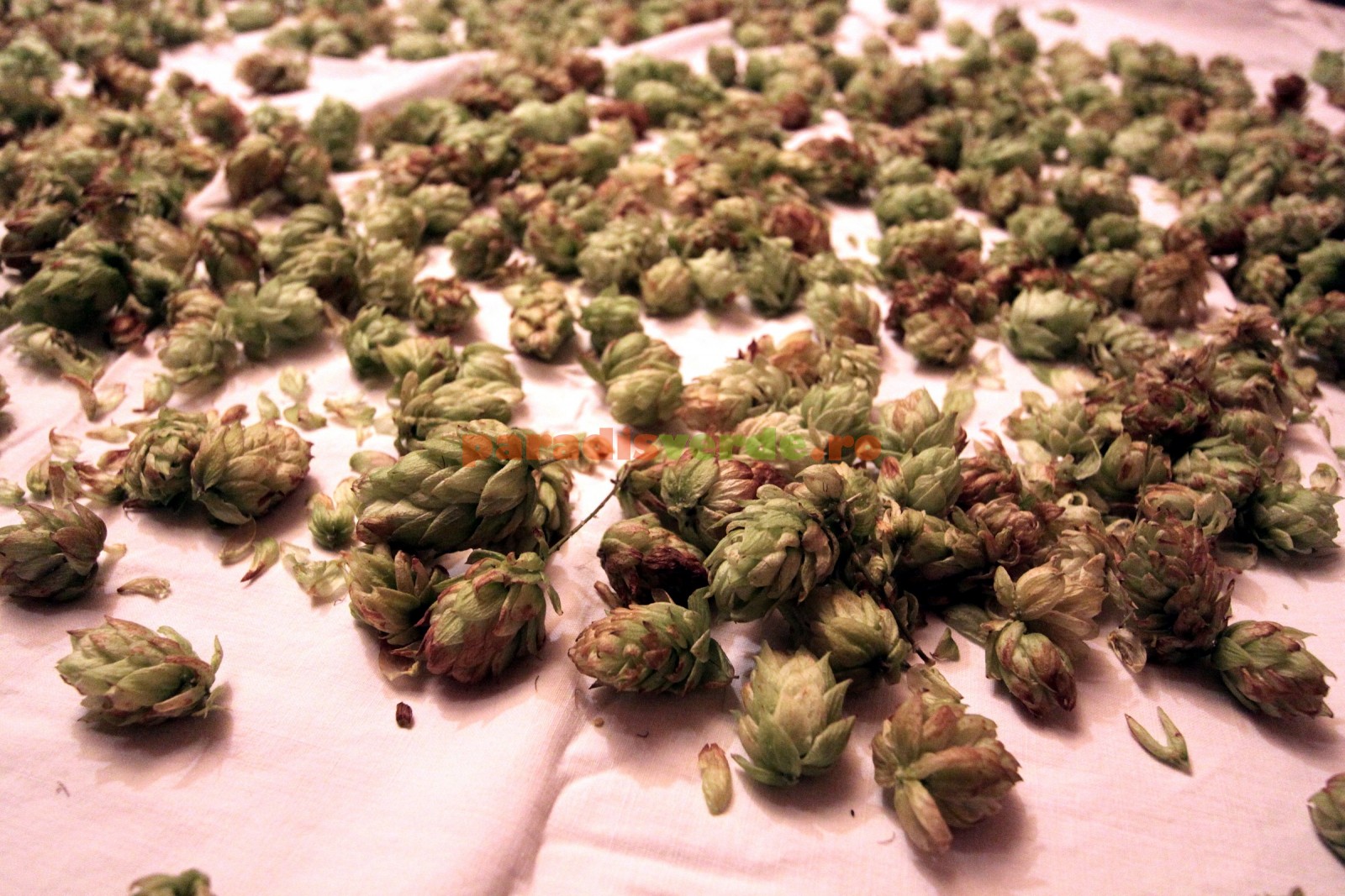 Hameiul atenuează dorința sexuală și vindecă bolile genitale | Paradis ...