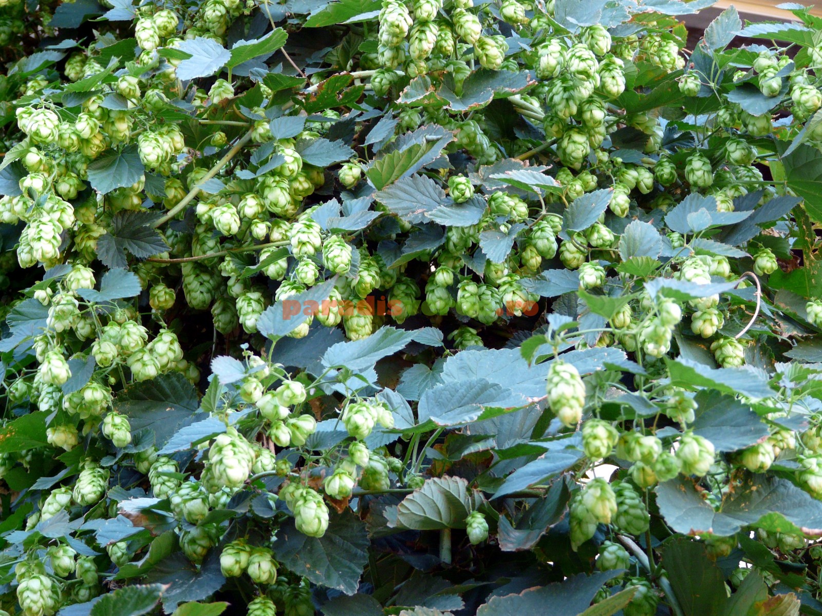 Hameiul atenuează dorința sexuală și vindecă bolile genitale | Paradis ...