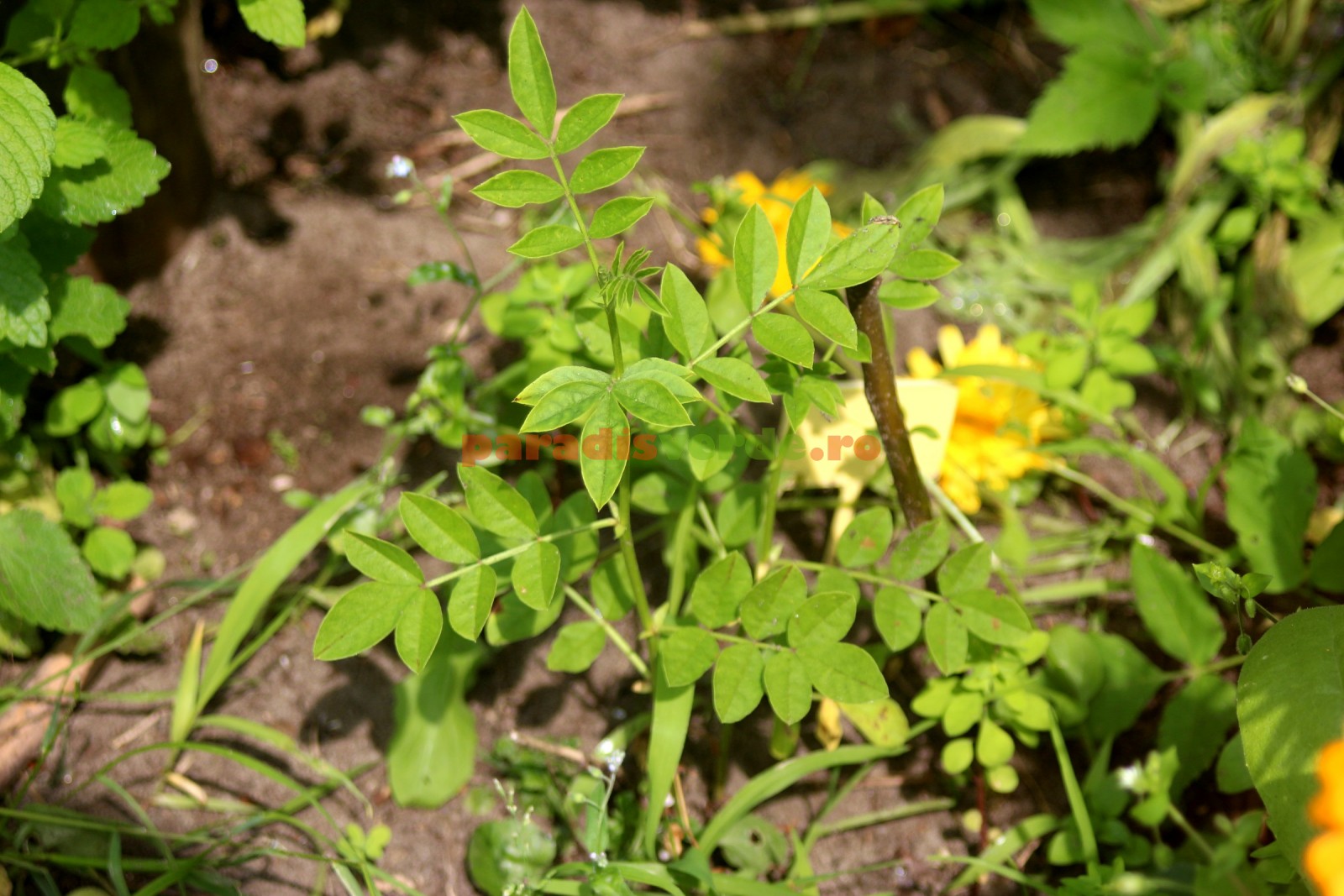 Lemnul dulce, folosit de secole în tratarea ulcerului și a tusei ...