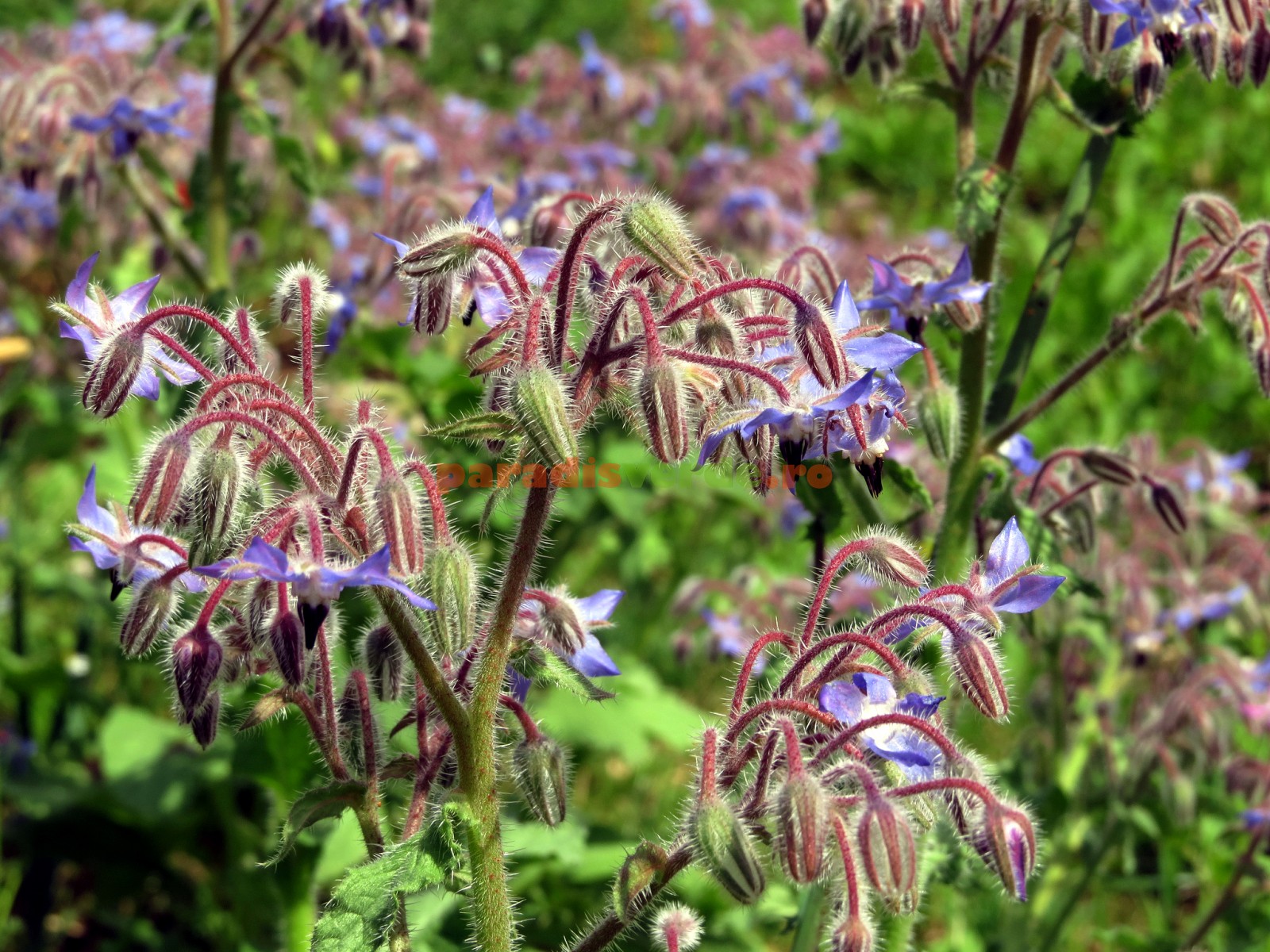 Limba mielului, planta tămăduitoare cu flori ca albastrul de Voroneț ...