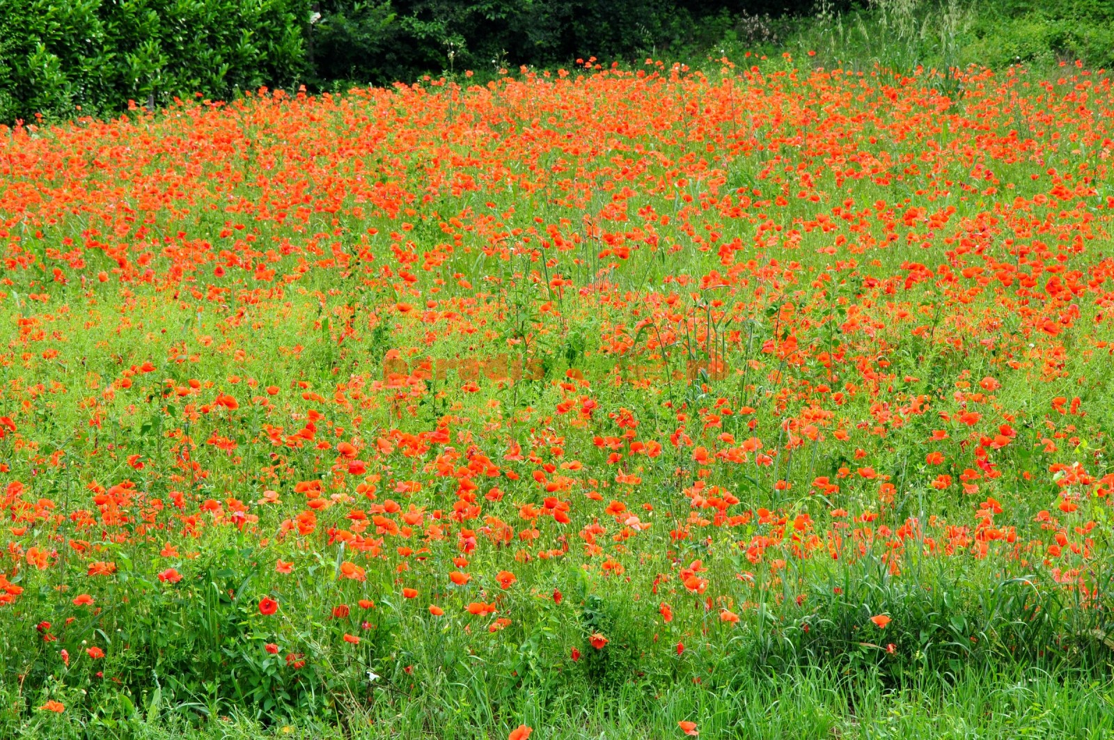 Macul roșu combate insomnia | Paradis Verde