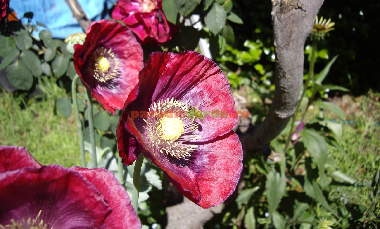 Macul, calmantul natural din grădină | Paradis Verde