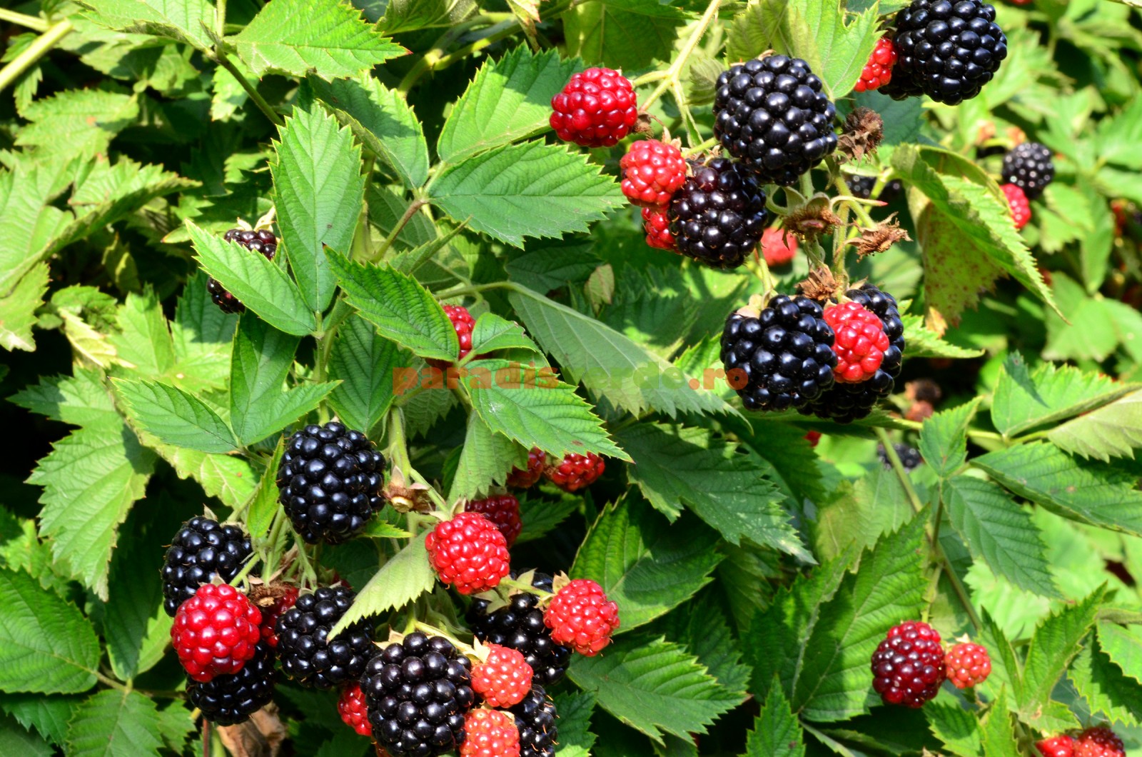 Prețioasele fructe și frunze de mur pentru sănătate | Paradis Verde