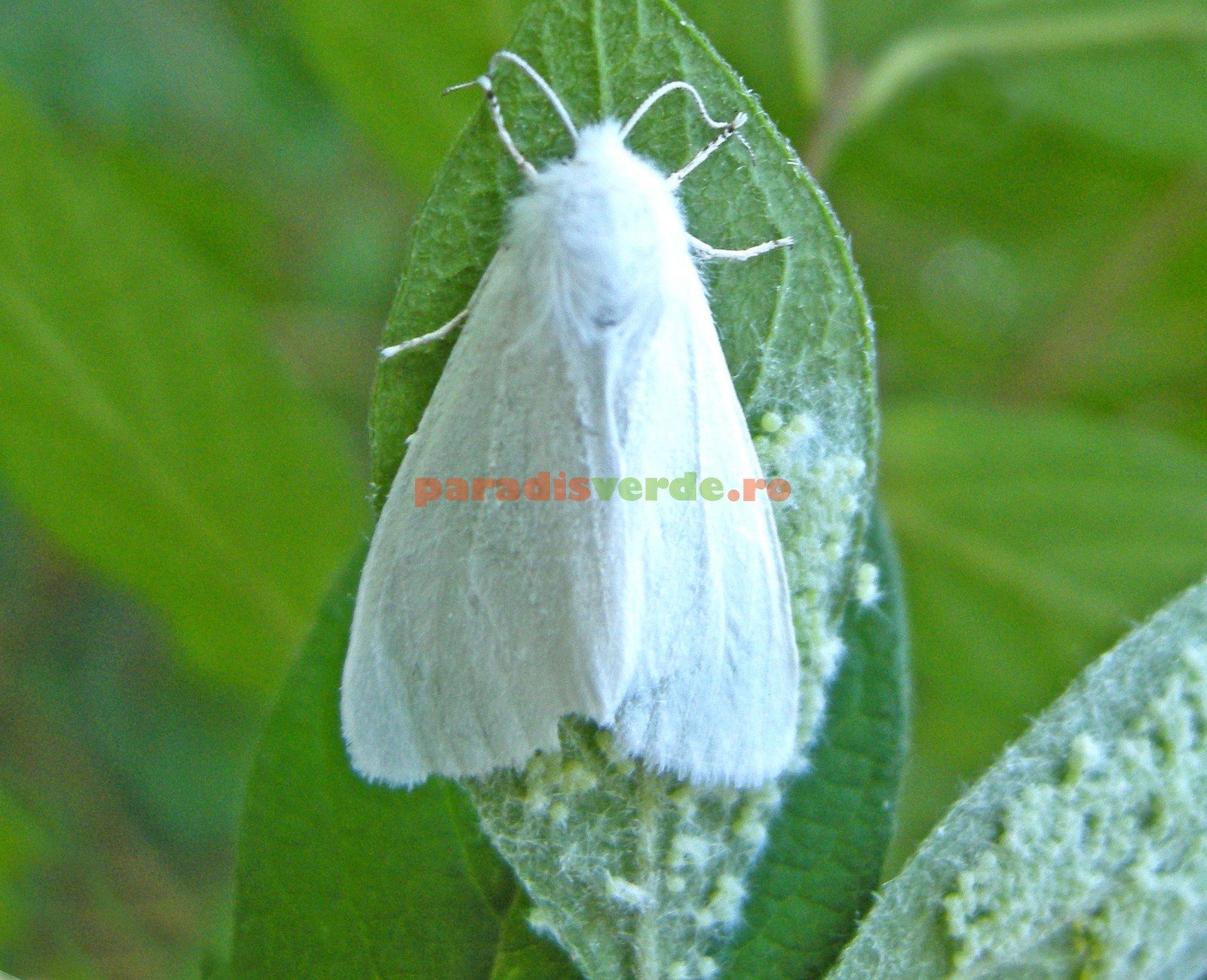 Omida păroasă, devoratoarea a peste 200 de specii de plante | Paradis Verde