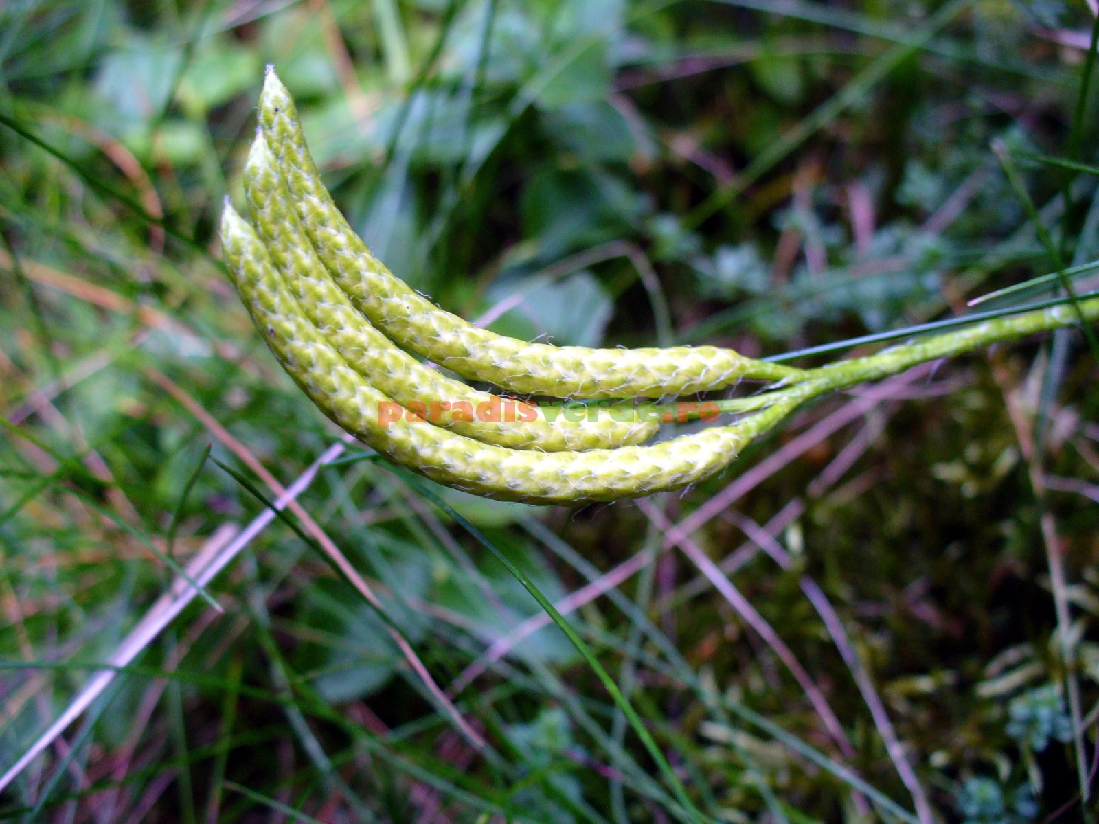 Pedicuța te ajută să te lași de fumat | Paradis Verde