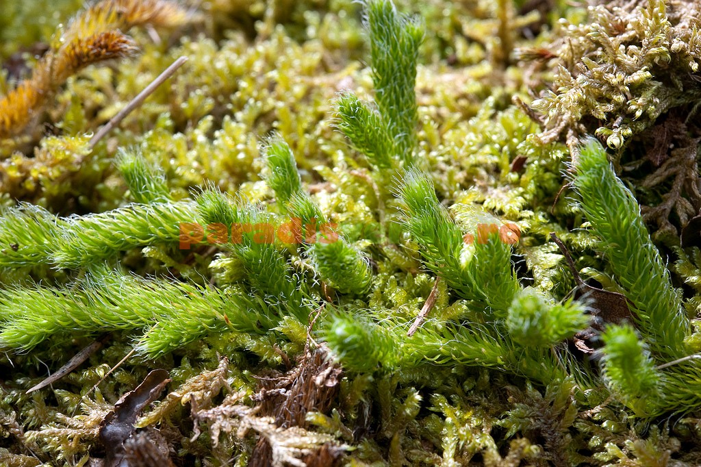 Pedicuța te ajută să te lași de fumat | Paradis Verde