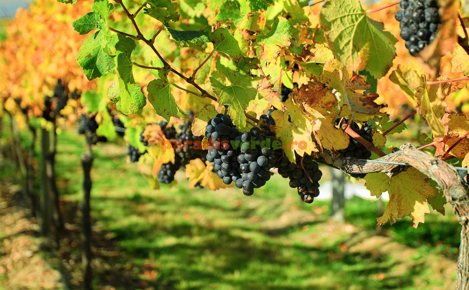 Pinot noir | Paradis Verde