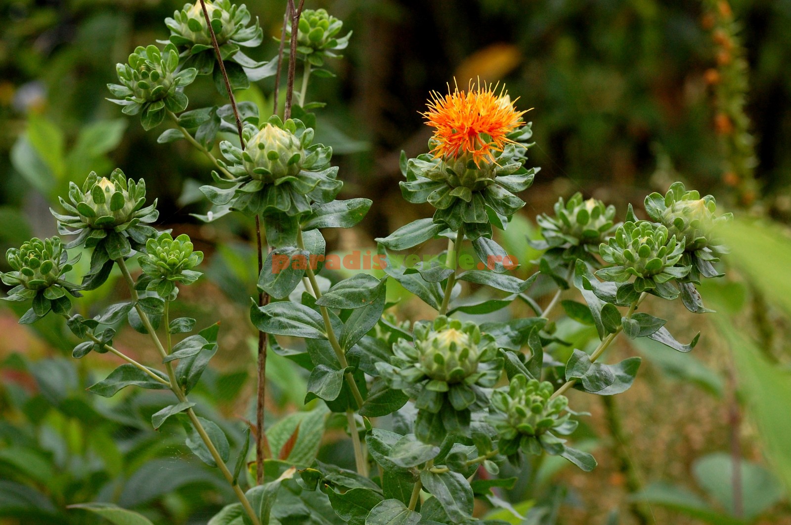 De ce merită cultivat șofrănelul | Paradis Verde