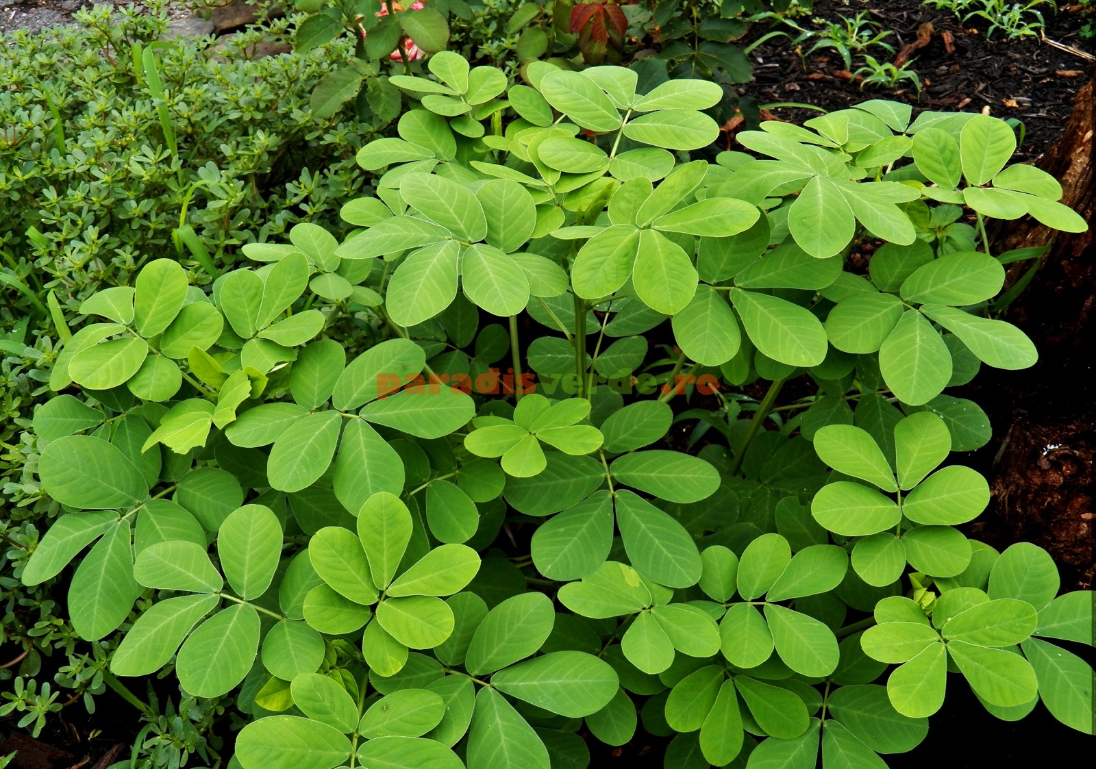 Arahidele - întăresc bila, dar scad apetitul sexual | Paradis Verde