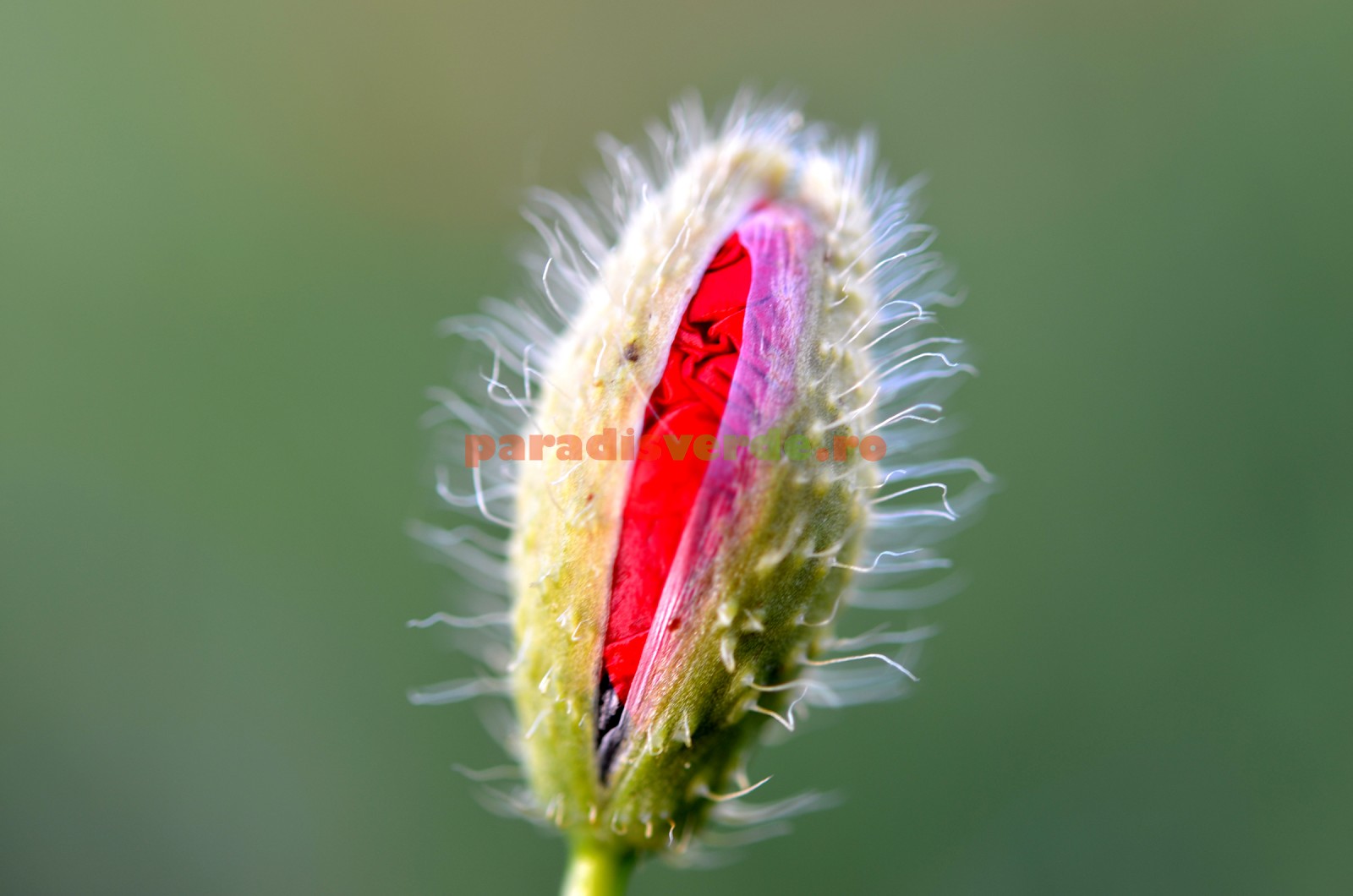 Macul roșu combate insomnia | Paradis Verde