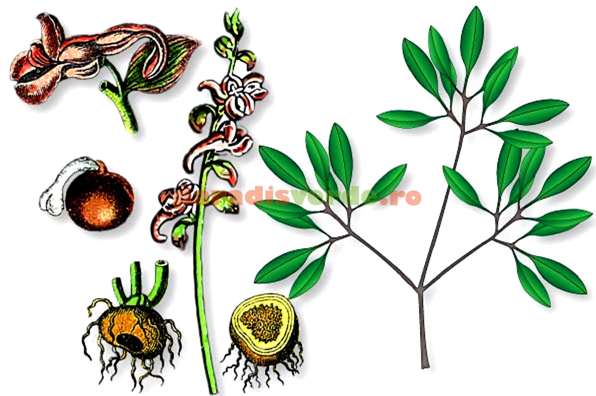Brebenelul, eficient în boala Parkinson și în tremurăturile pe fond ...