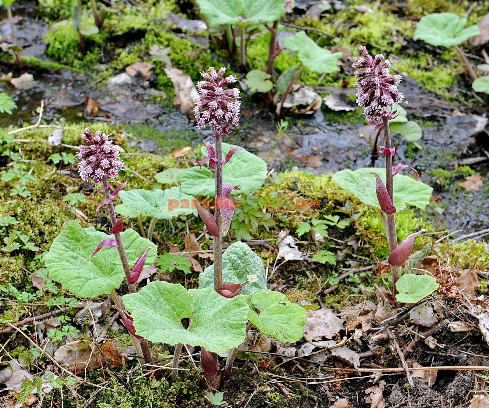 Brusturele dulce - efecte neuro-sedative și reglatoare ale activităţii ...