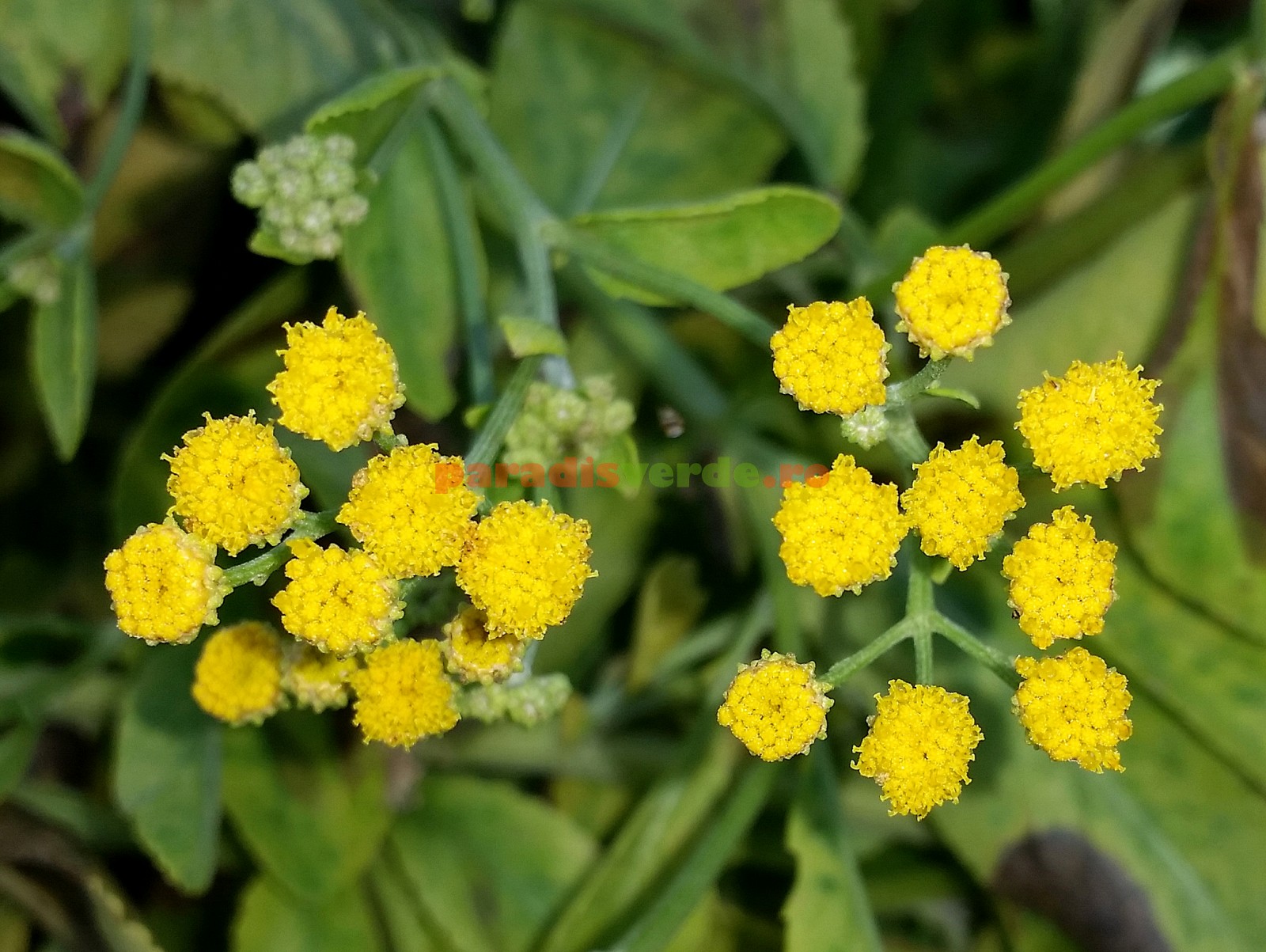 Calomfirul, planta de leac a dacilor | Paradis Verde