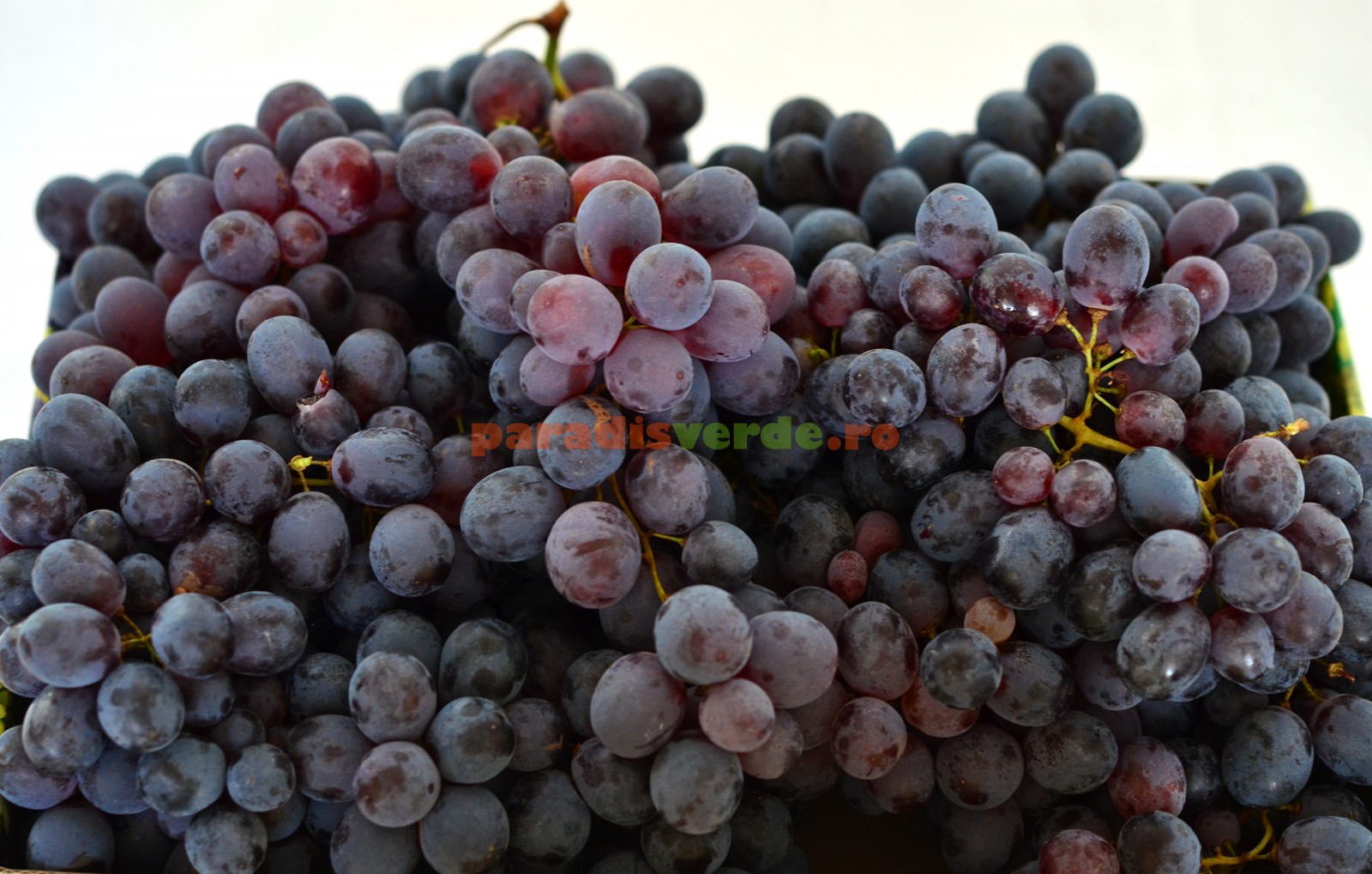 Coarnă neagră | Paradis Verde