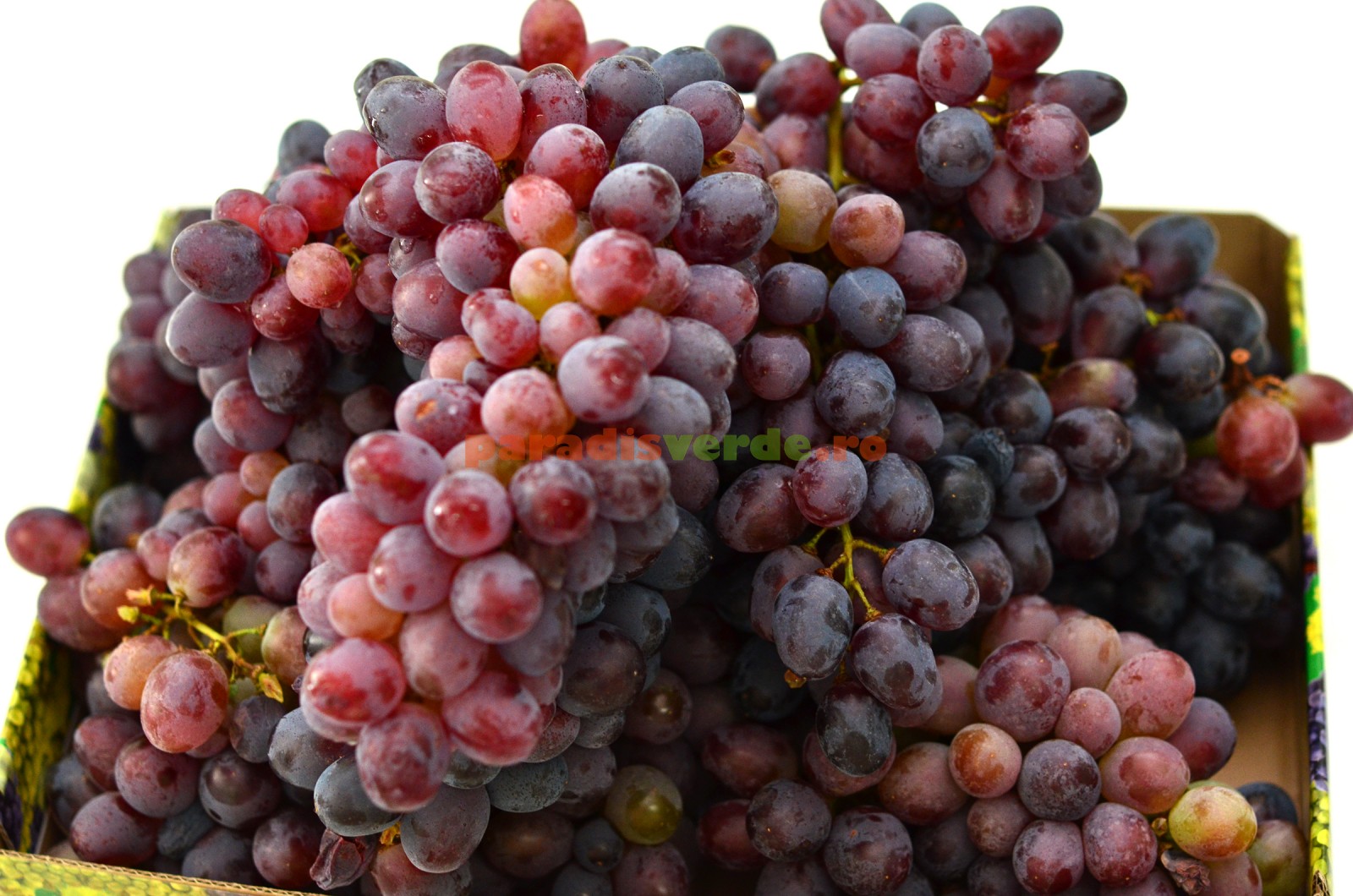 Coarnă neagră | Paradis Verde