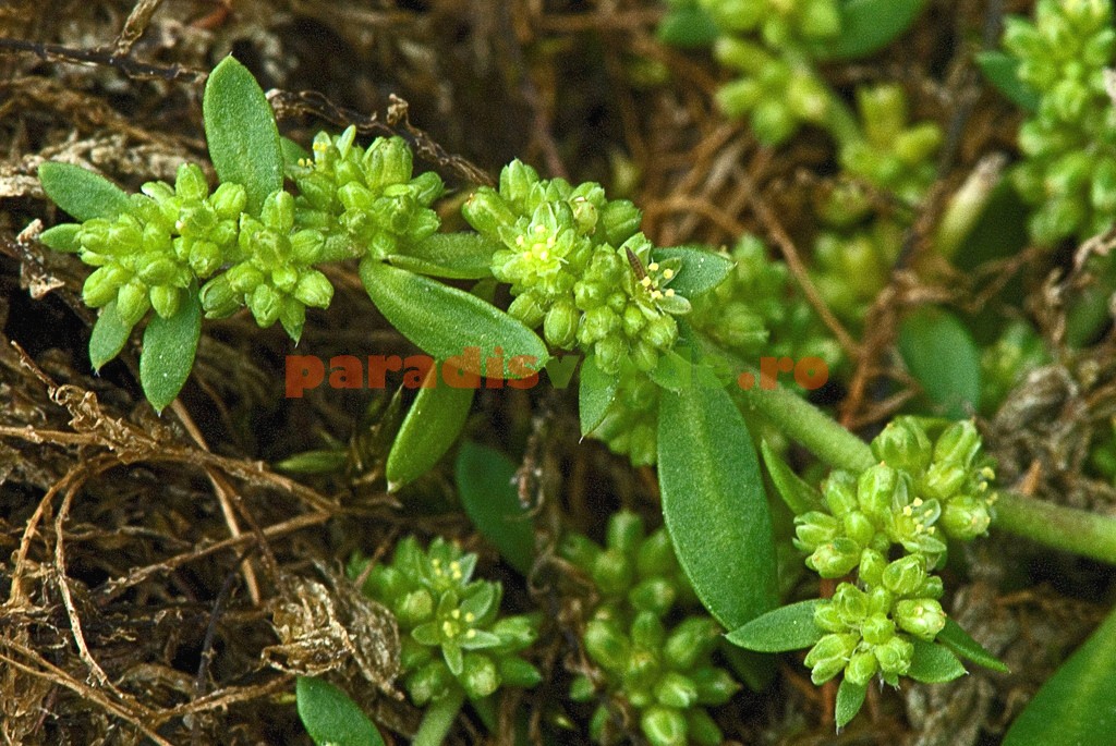 Feciorica, sănătatea rinichilor și a aparatului urinar | Paradis Verde