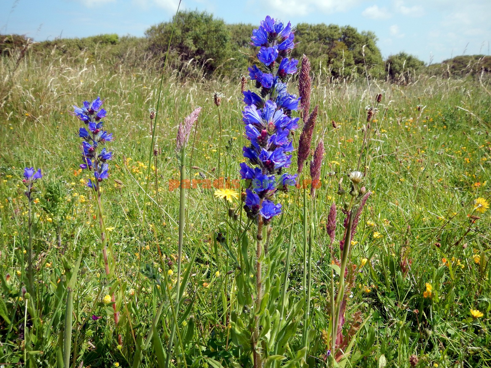 Iarba-șarpelui combate stafilococii și enterobacteriile | Paradis Verde